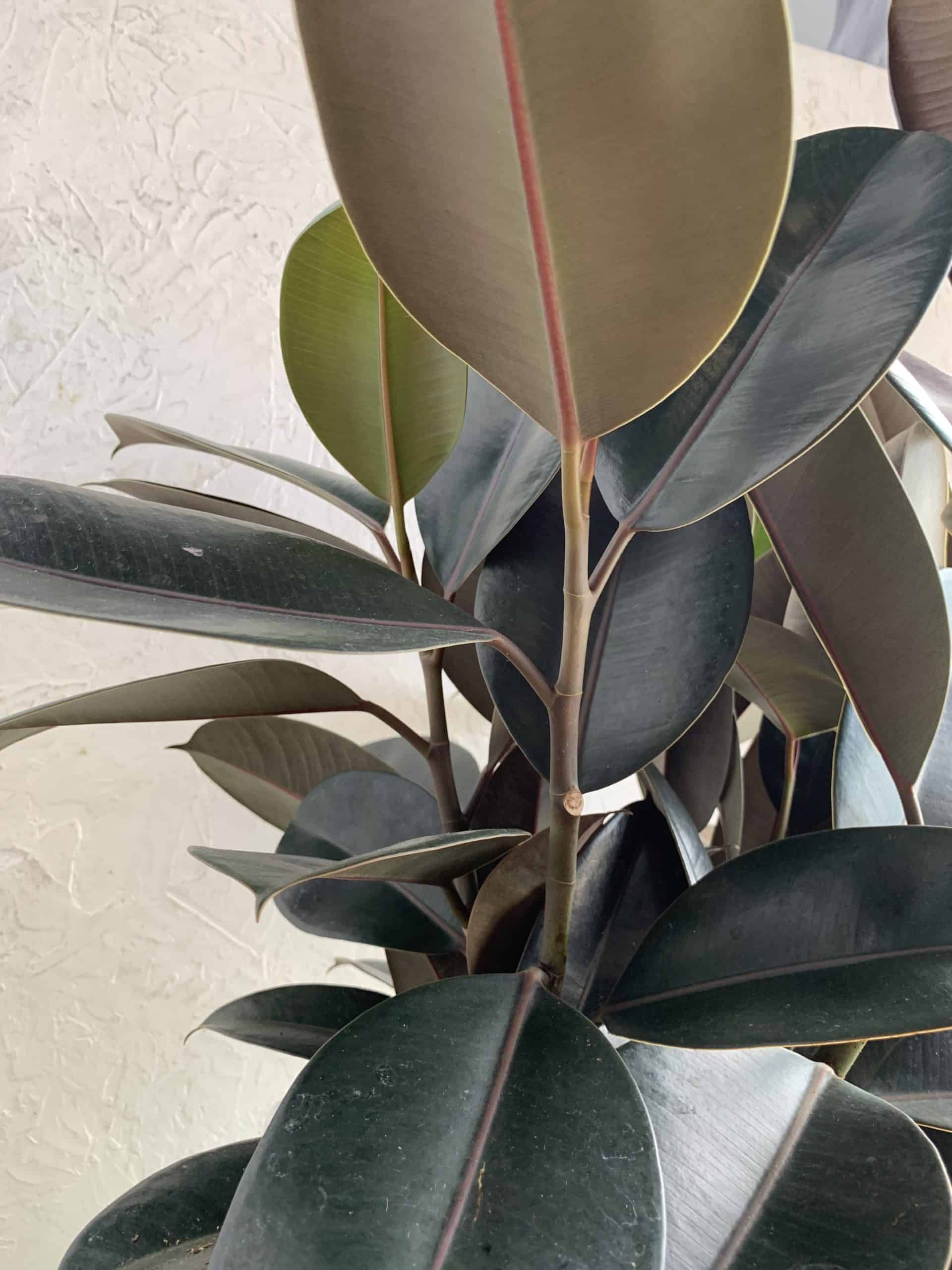 October Plant: Rubber Plant - In Bloom Florist Blog