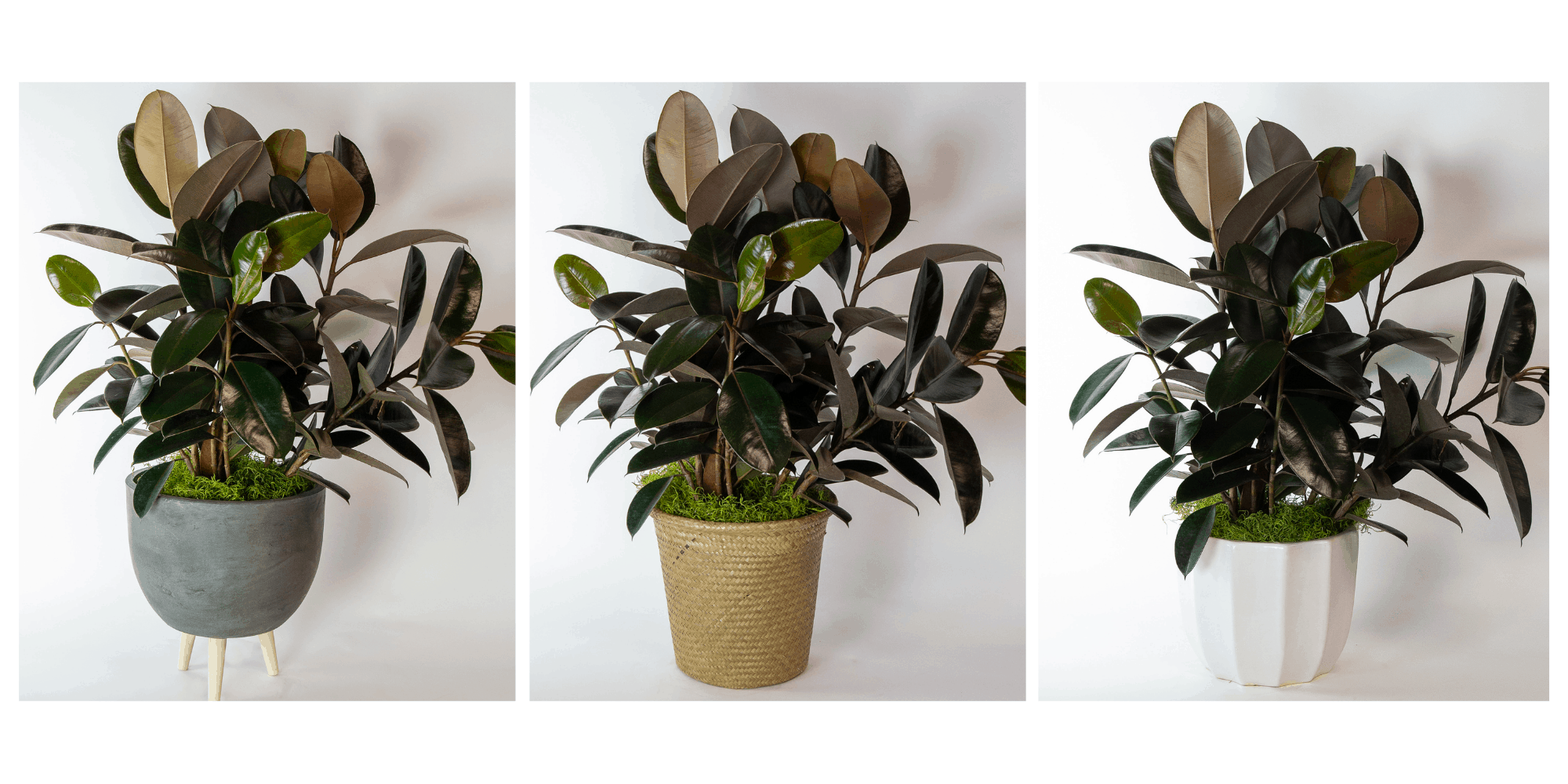 October Plant: Rubber Plant - In Bloom Florist Blog