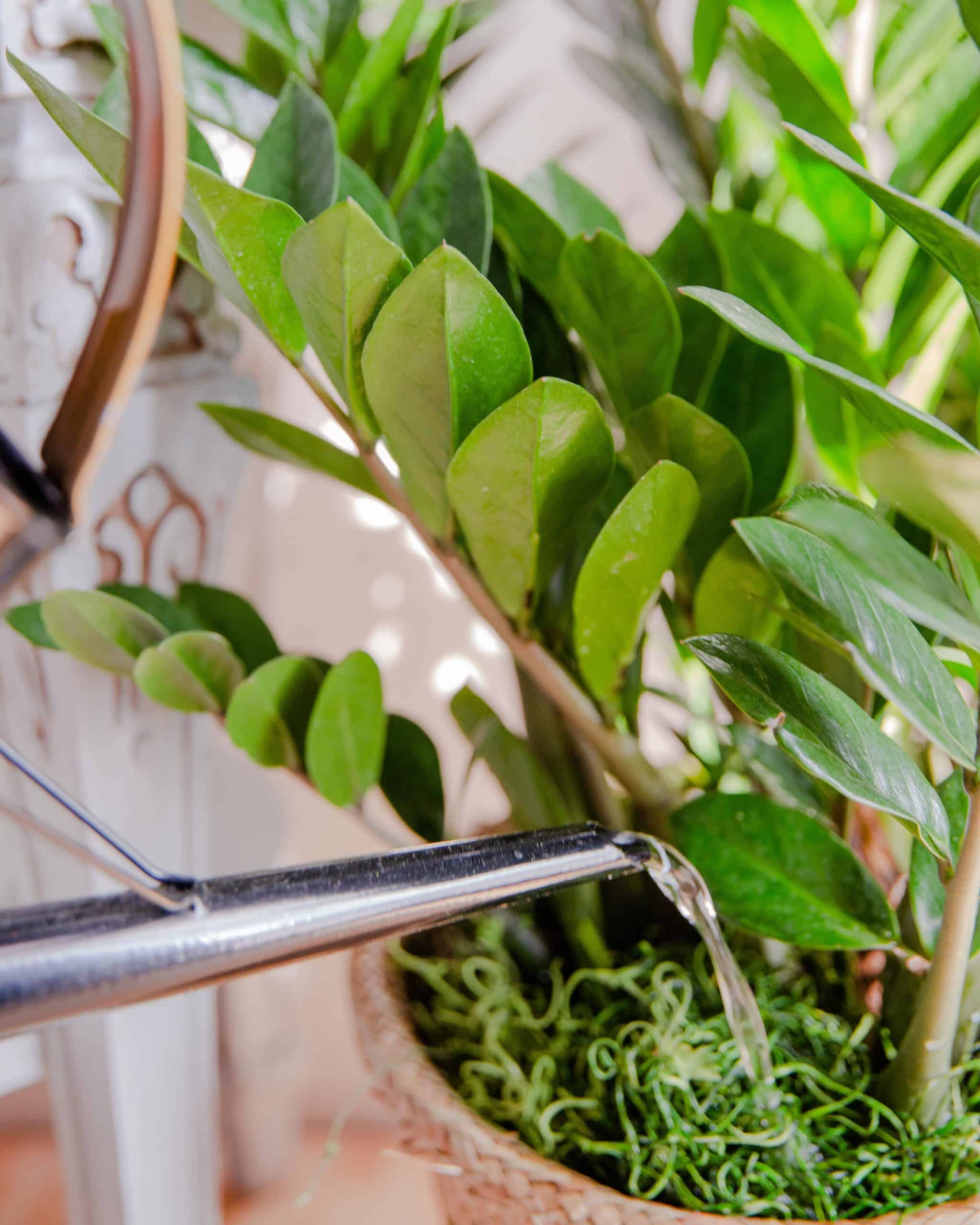 November Plant: Zanzibar Gem (ZZ Plant) - In Bloom Florist Blog