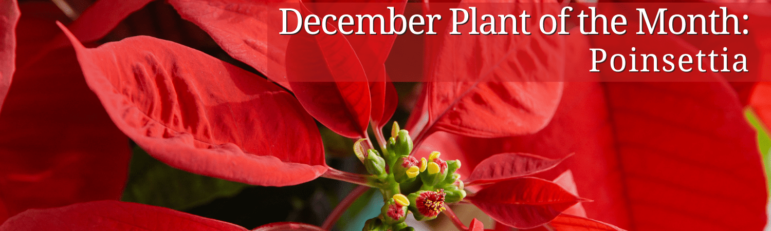 Month Of December Flower