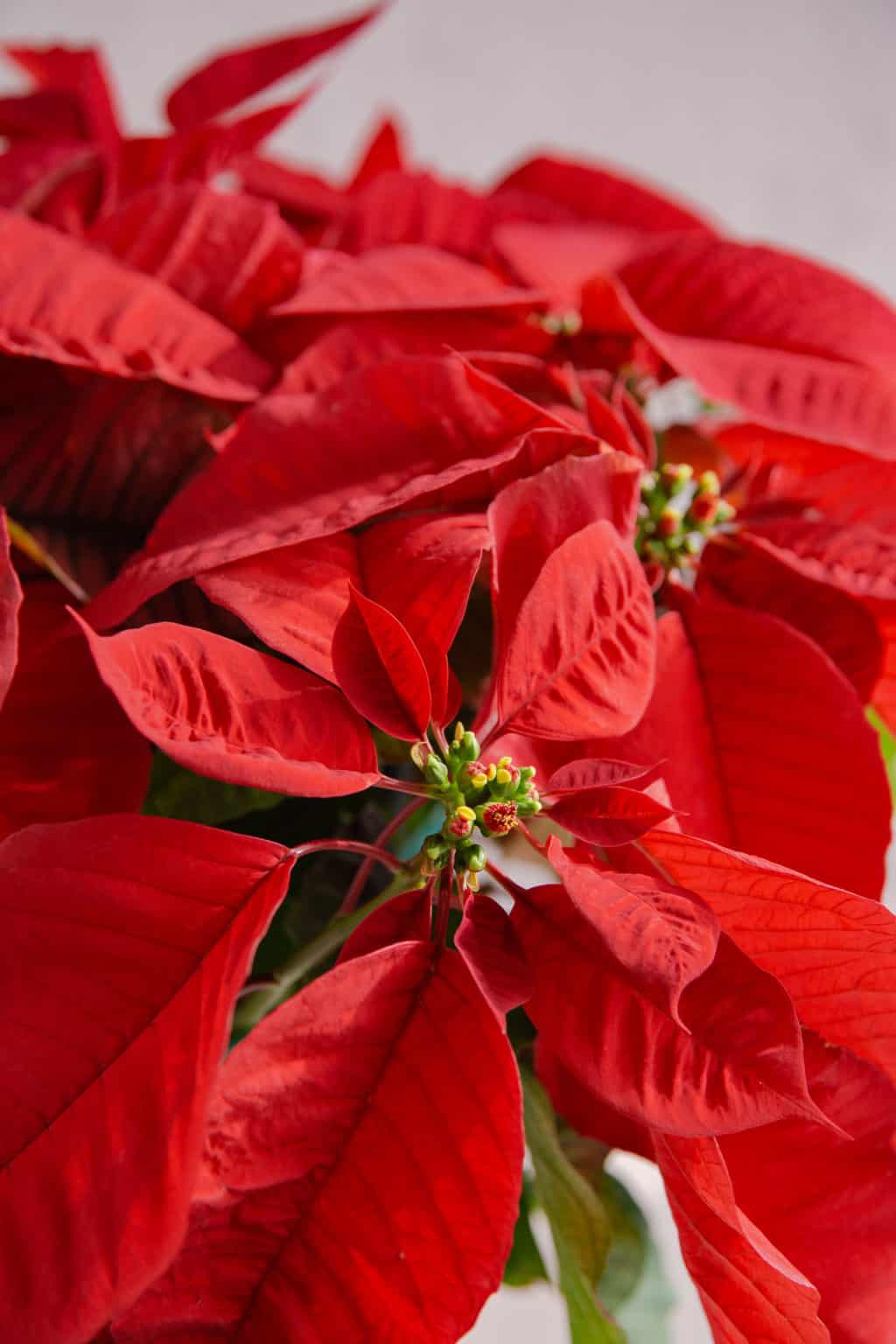 December Plant: Poinsettia - In Bloom Florist Blog