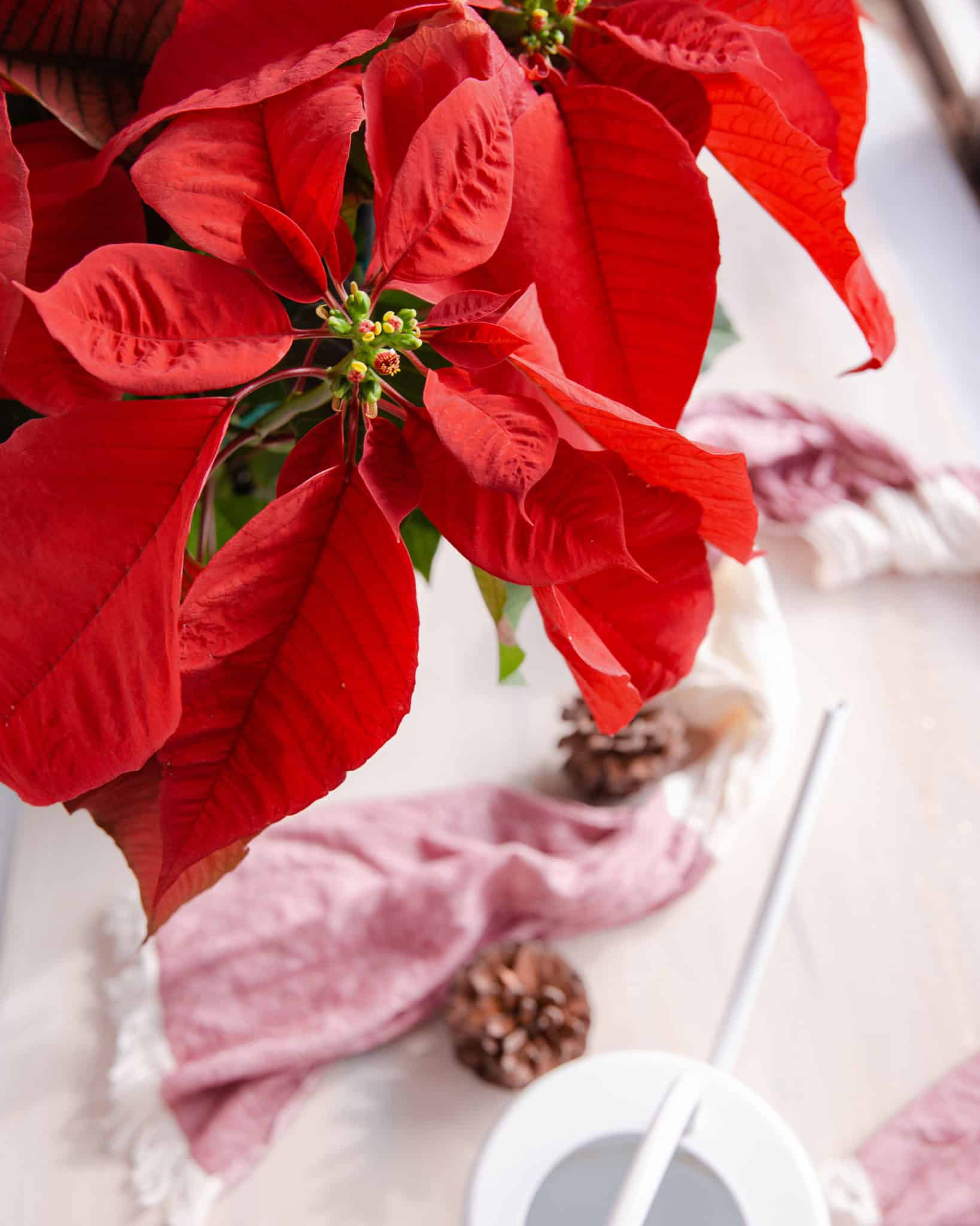 December Plant: Poinsettia - In Bloom Florist Blog