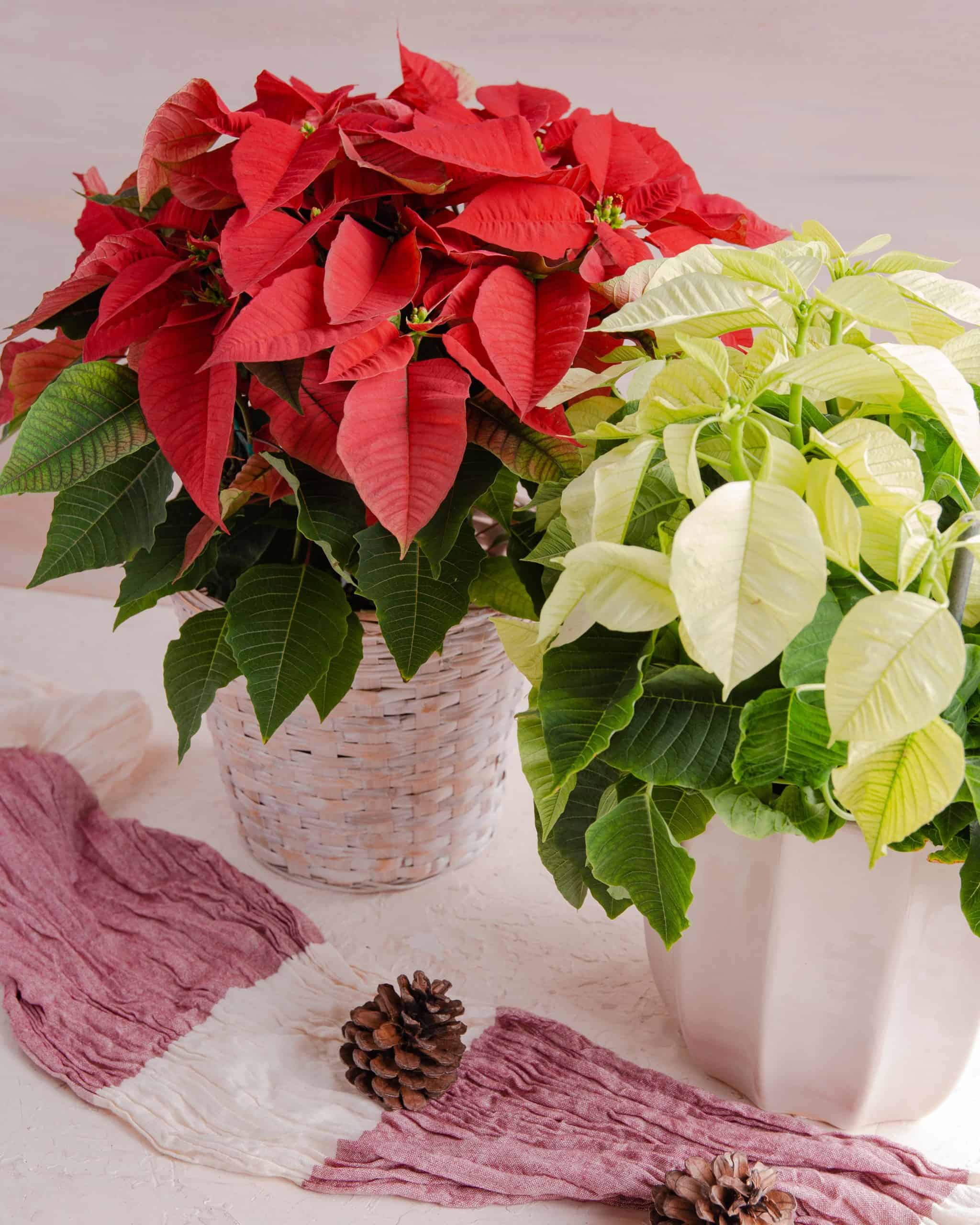 December Plant: Poinsettia - In Bloom Florist Blog