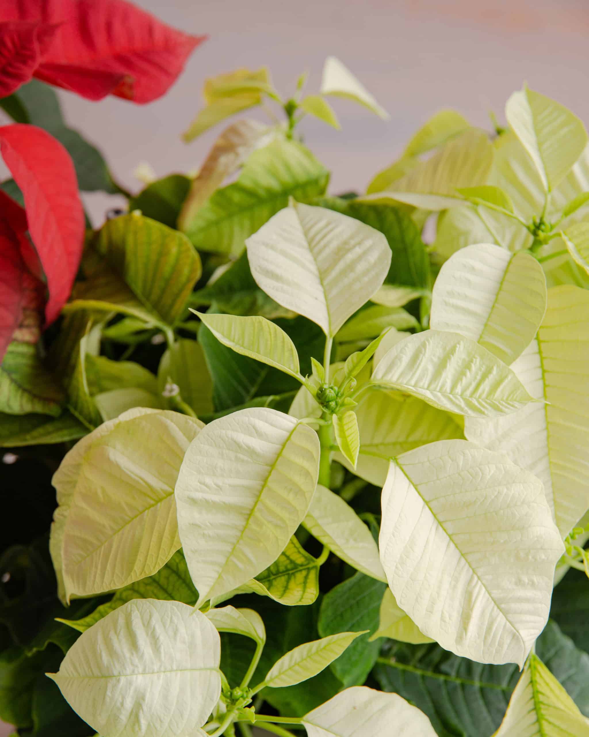 December Plant: Poinsettia - In Bloom Florist Blog