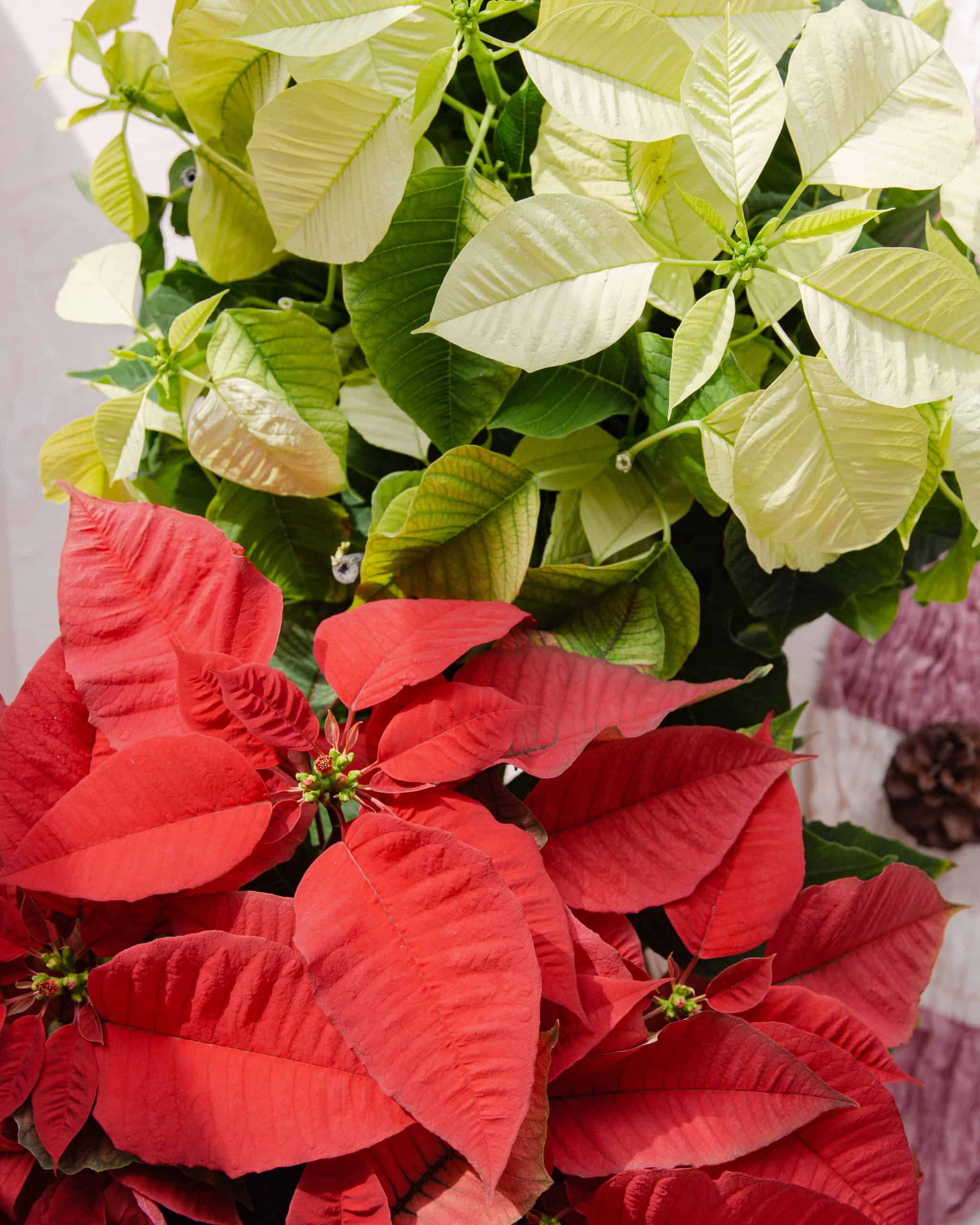 December Plant: Poinsettia - In Bloom Florist Blog