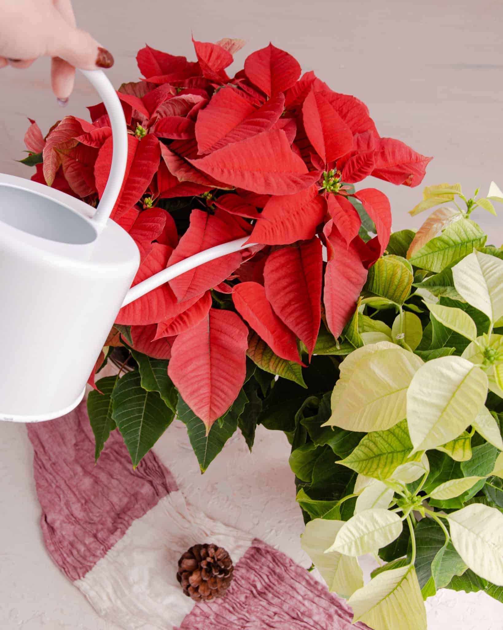 December Plant: Poinsettia - In Bloom Florist Blog