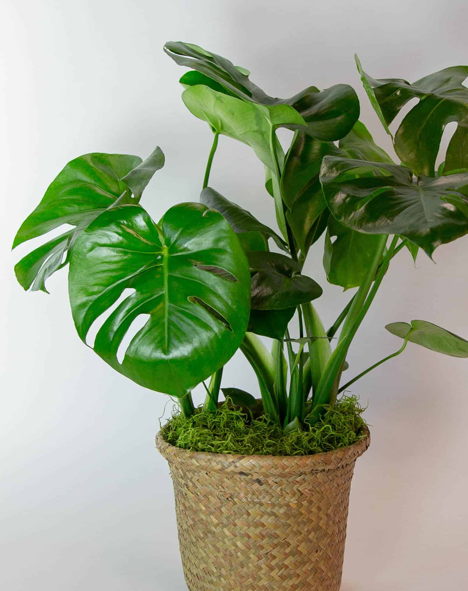 January Plant: Monstera - In Bloom Florist Blog