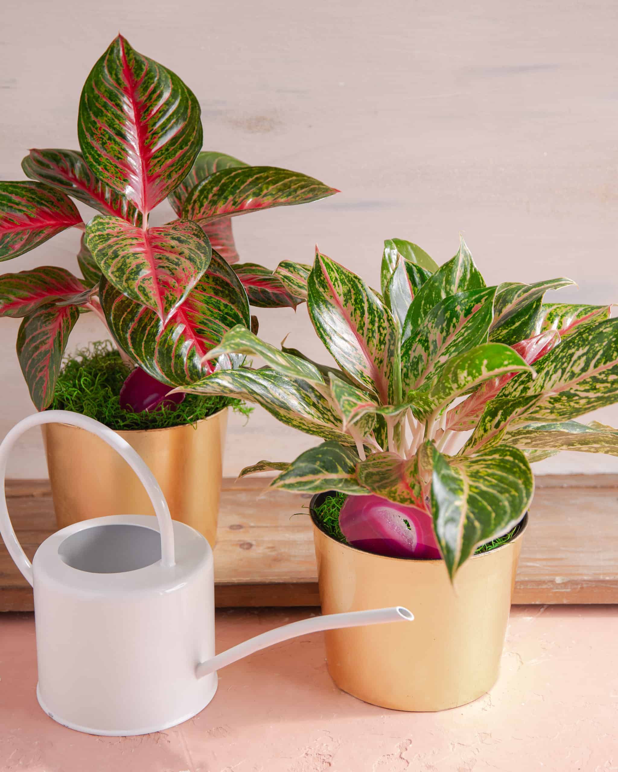 February Plant: Chinese Evergreen - Pink Aglaonema - In Bloom Florist Blog