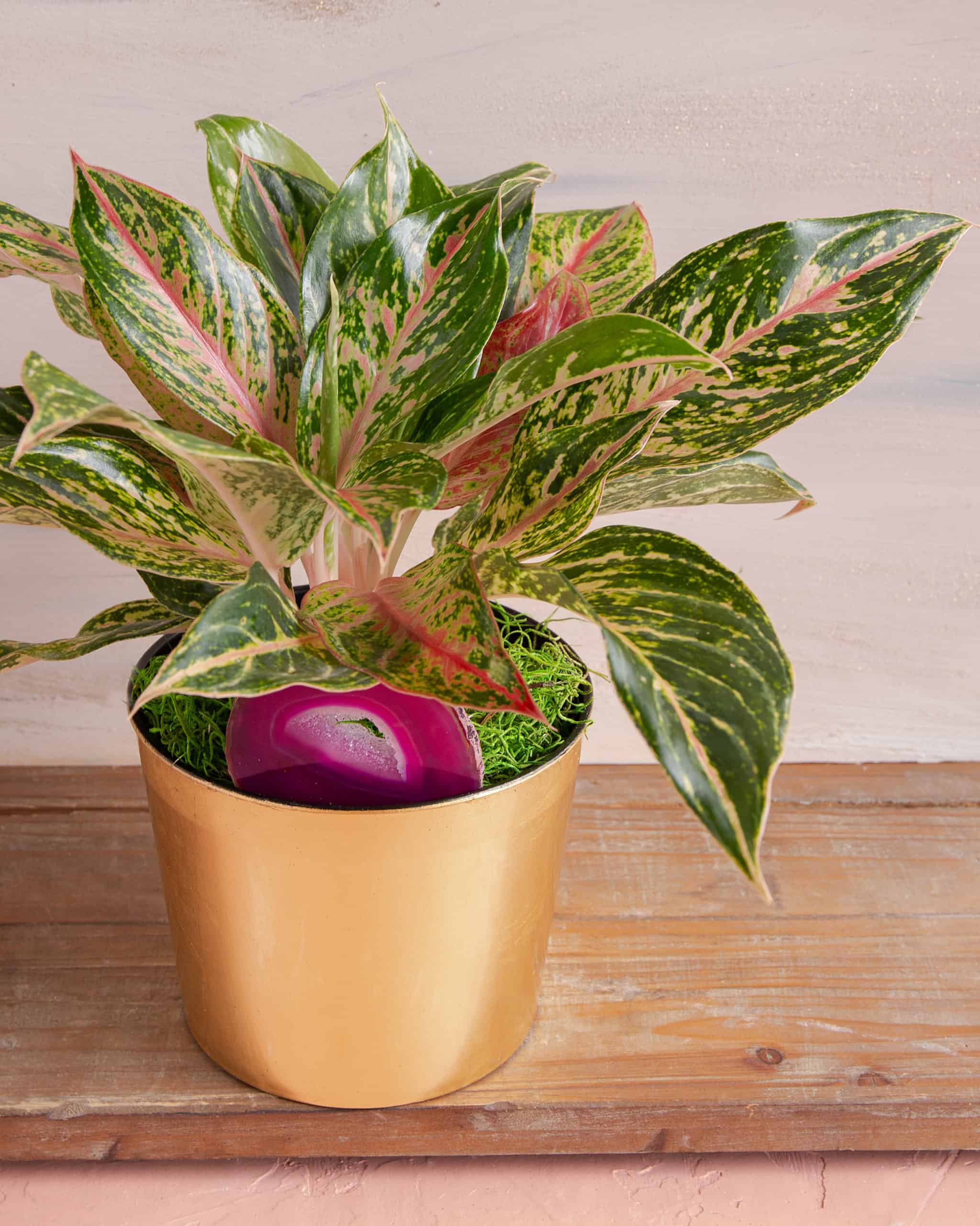 February Plant: Chinese Evergreen - Pink Aglaonema - In Bloom Florist Blog