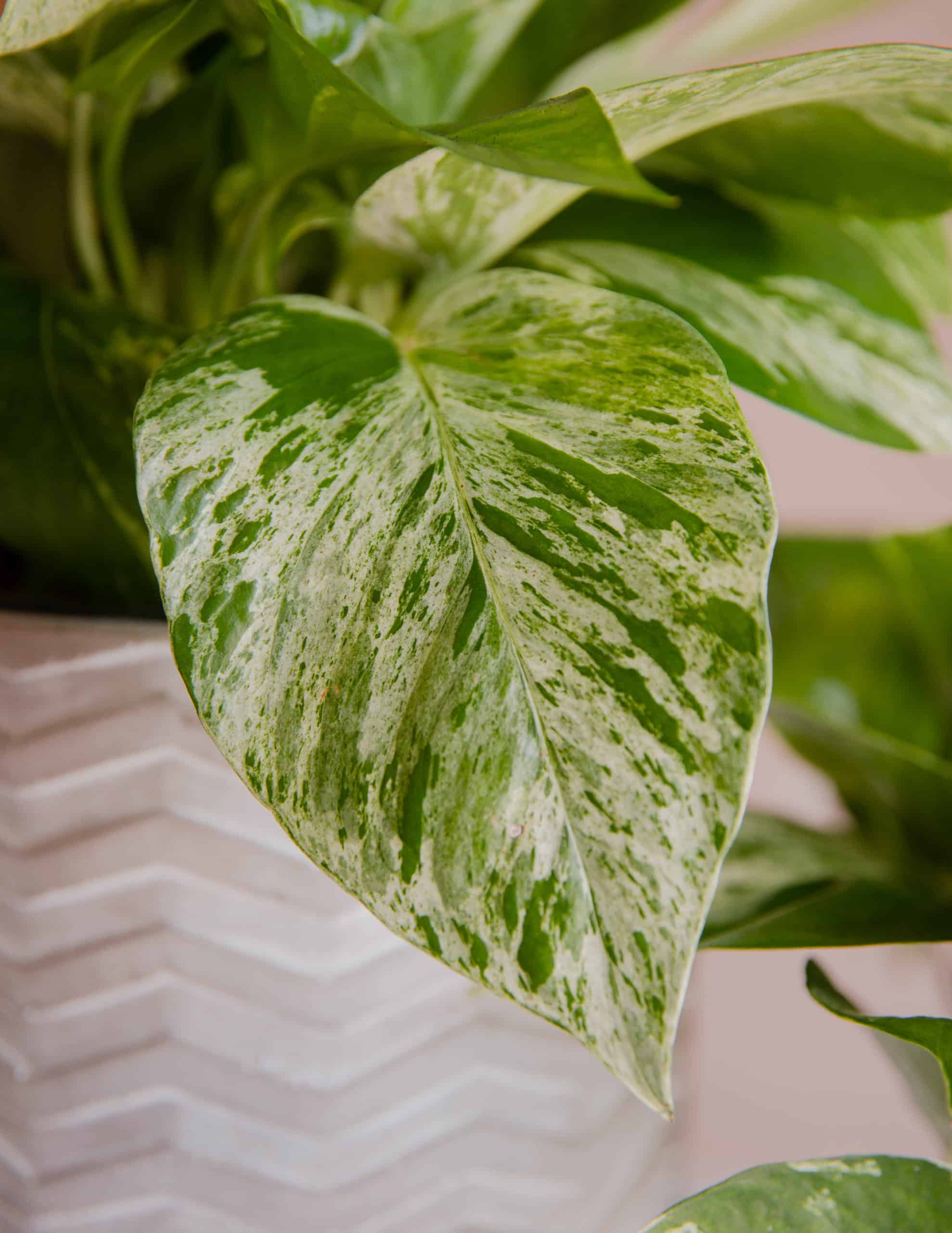 March Plant: Pothos - In Bloom Florist Blog