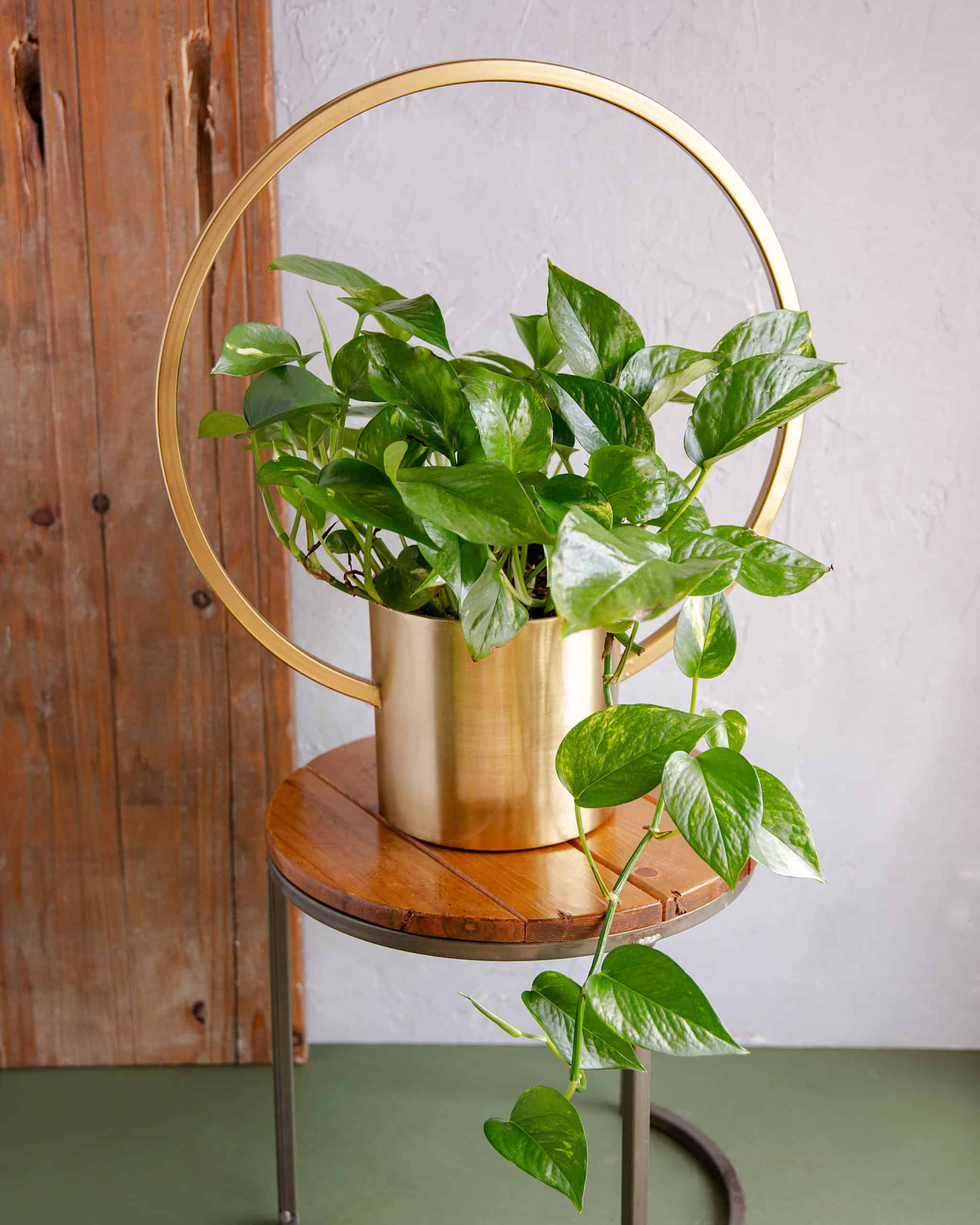 March Plant: Pothos - In Bloom Florist Blog