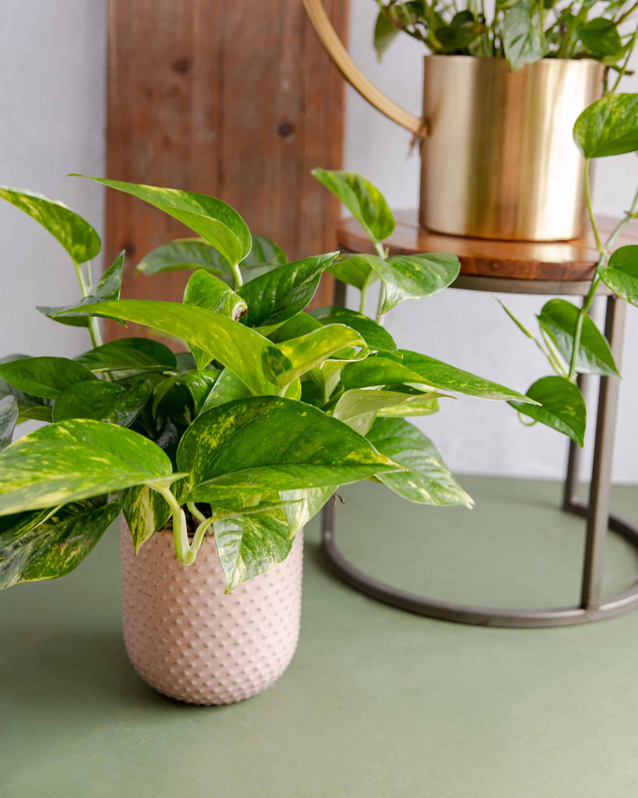 March Plant: Pothos - In Bloom Florist Blog