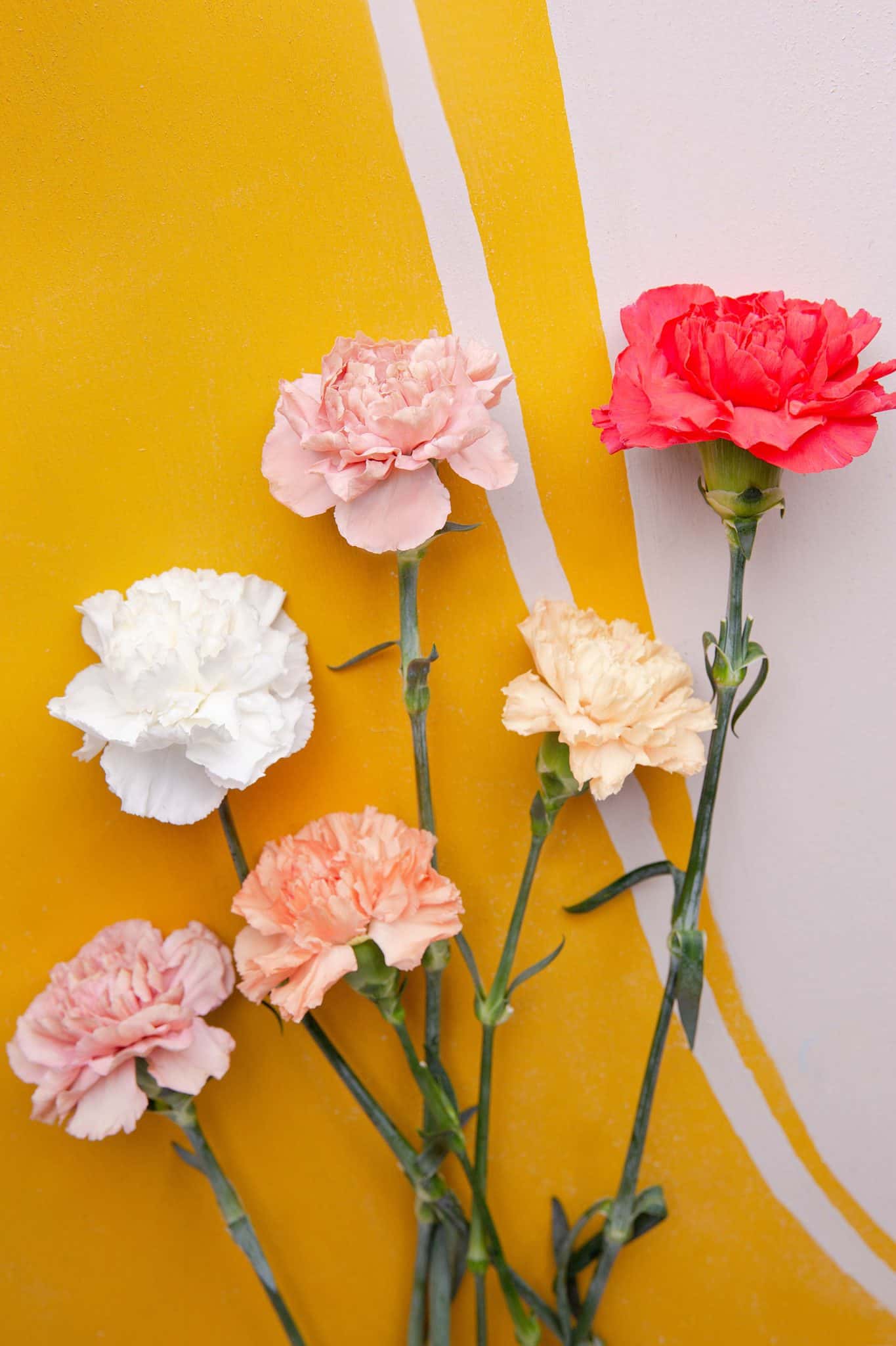 Spring Flower Facts - In Bloom Florist Blog