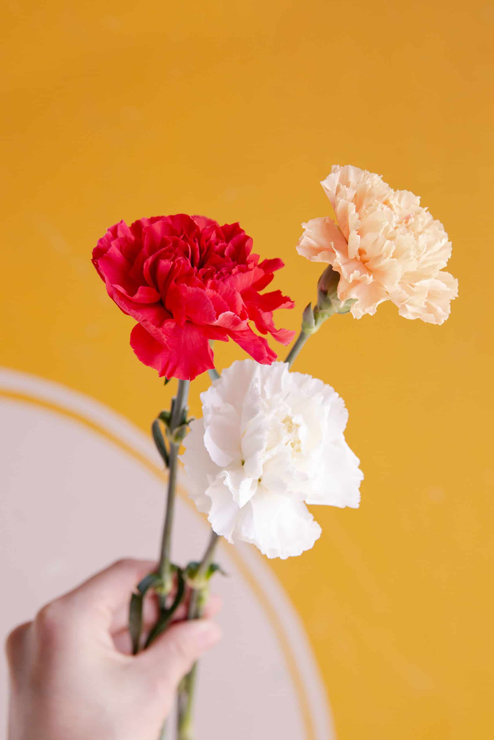 Spring Flower Facts - In Bloom Florist Blog