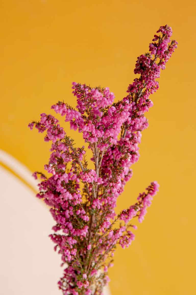 Spring Flower Facts - In Bloom Florist Blog