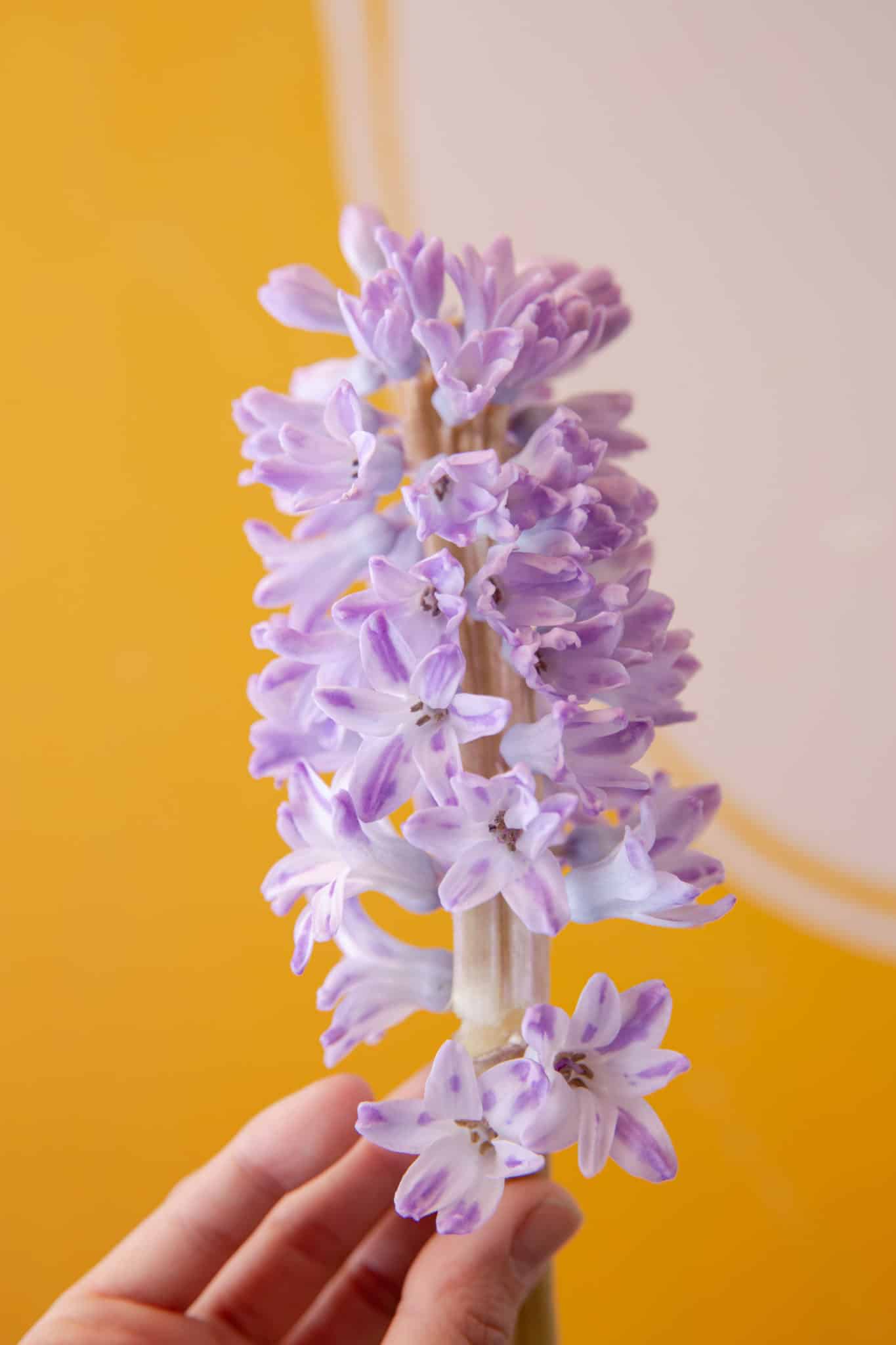 Spring Flower Facts - In Bloom Florist Blog