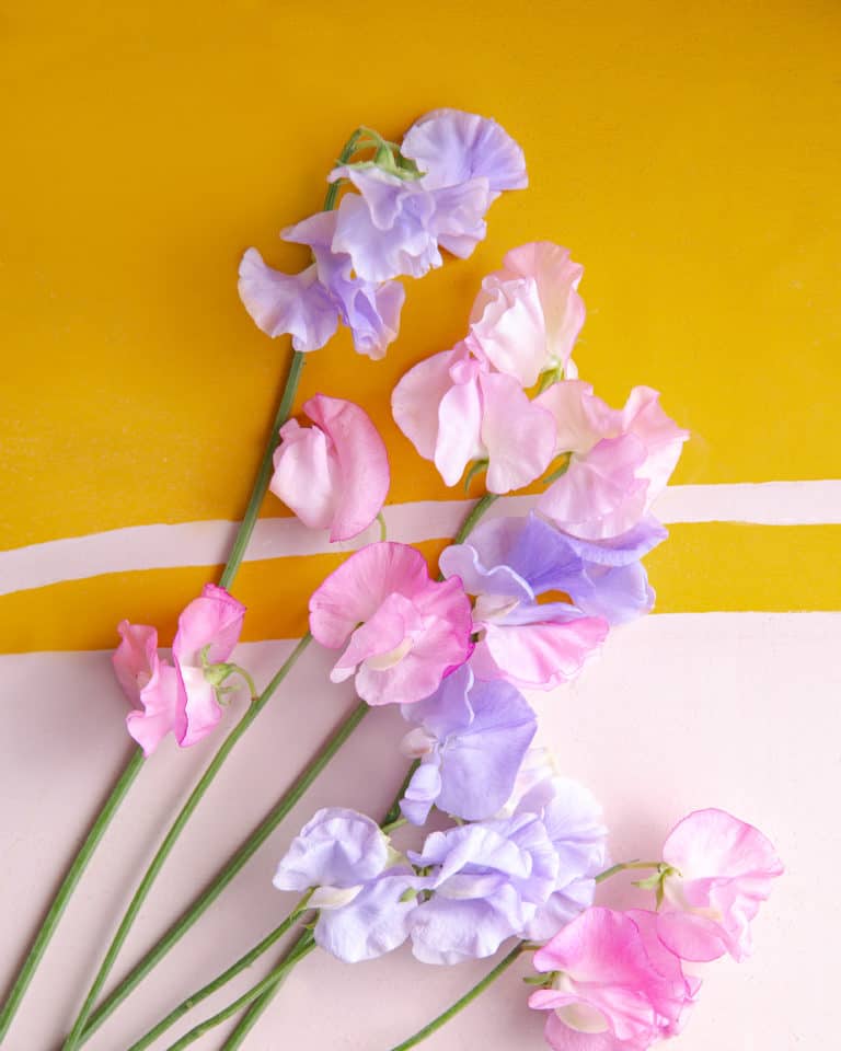Spring Flower Facts - In Bloom Florist Blog