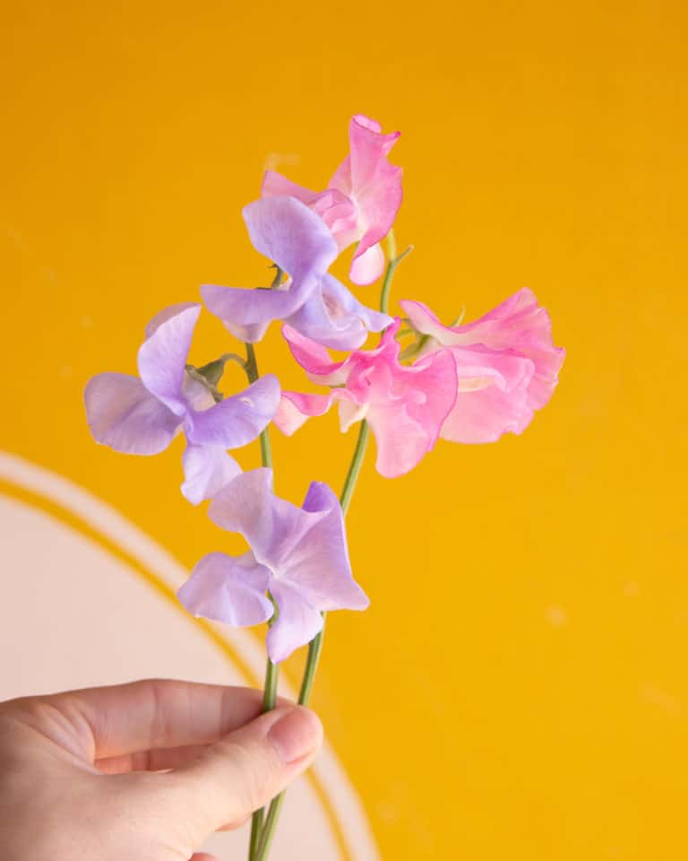 Spring Flower Facts - In Bloom Florist Blog