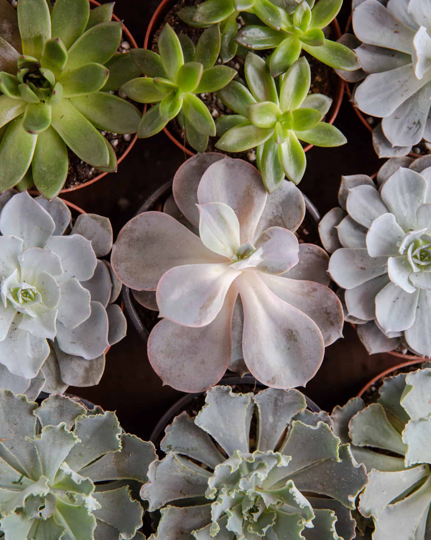 April Plant: Succulents - In Bloom Florist Blog
