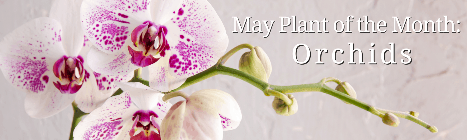 May Plant: Orchids - In Bloom Florist Blog