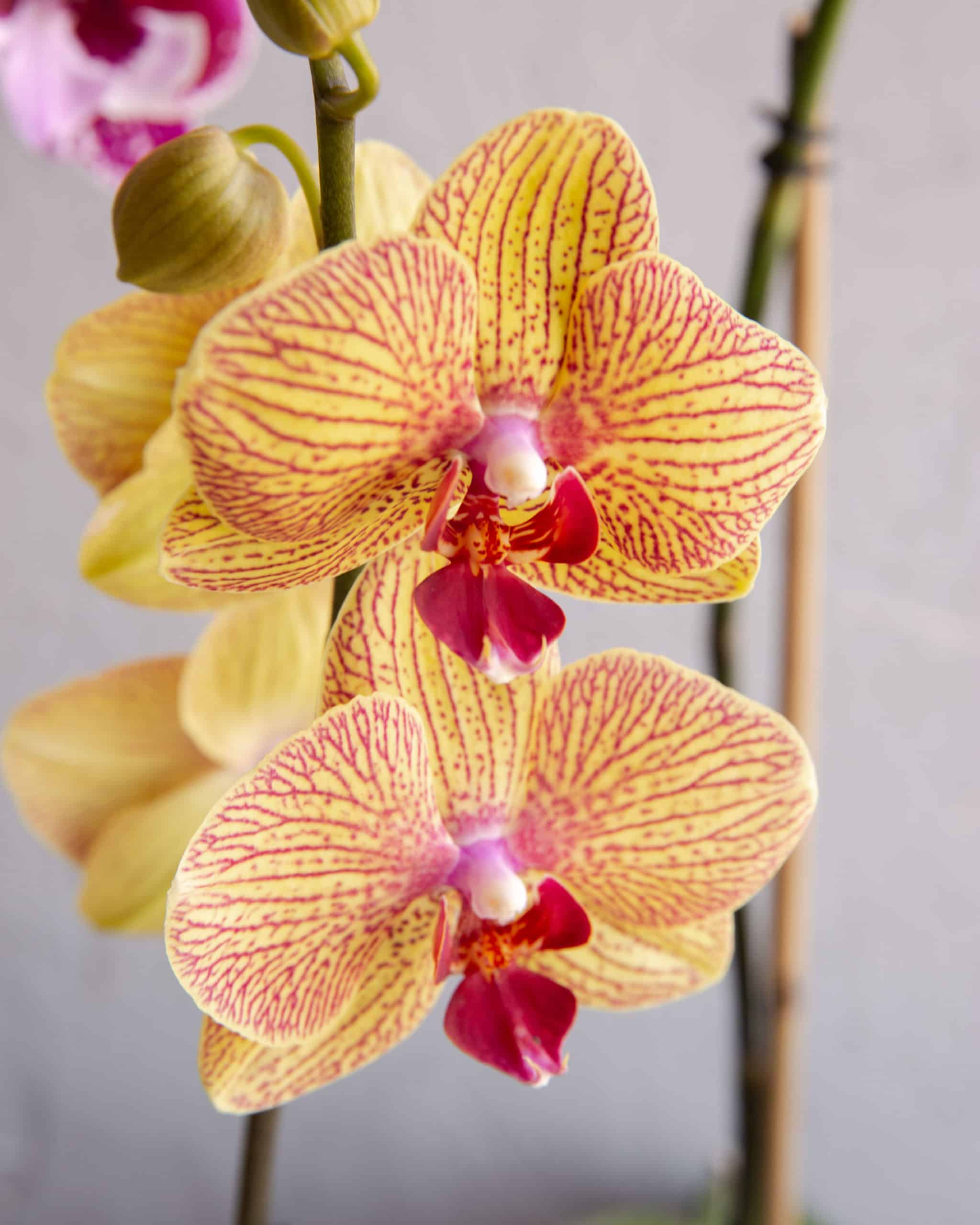 May Plant: Orchids - In Bloom Florist Blog