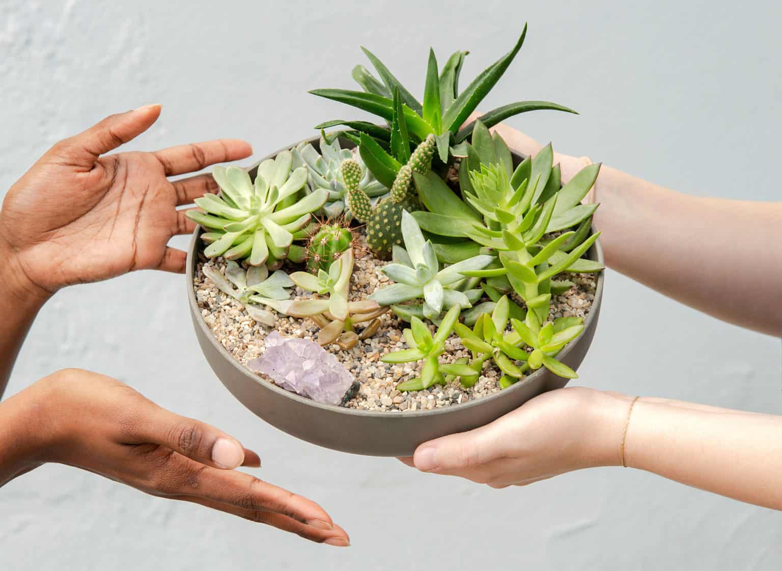 Gifting With Plants - In Bloom Florist Blog