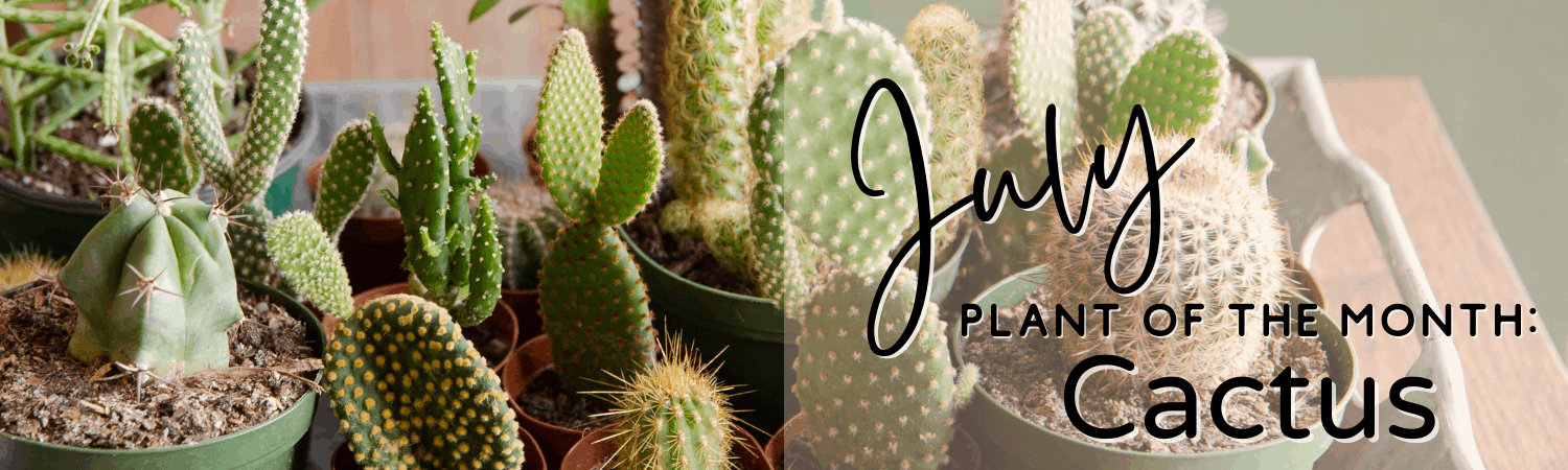 July Plant: Cactus - In Bloom Florist Blog