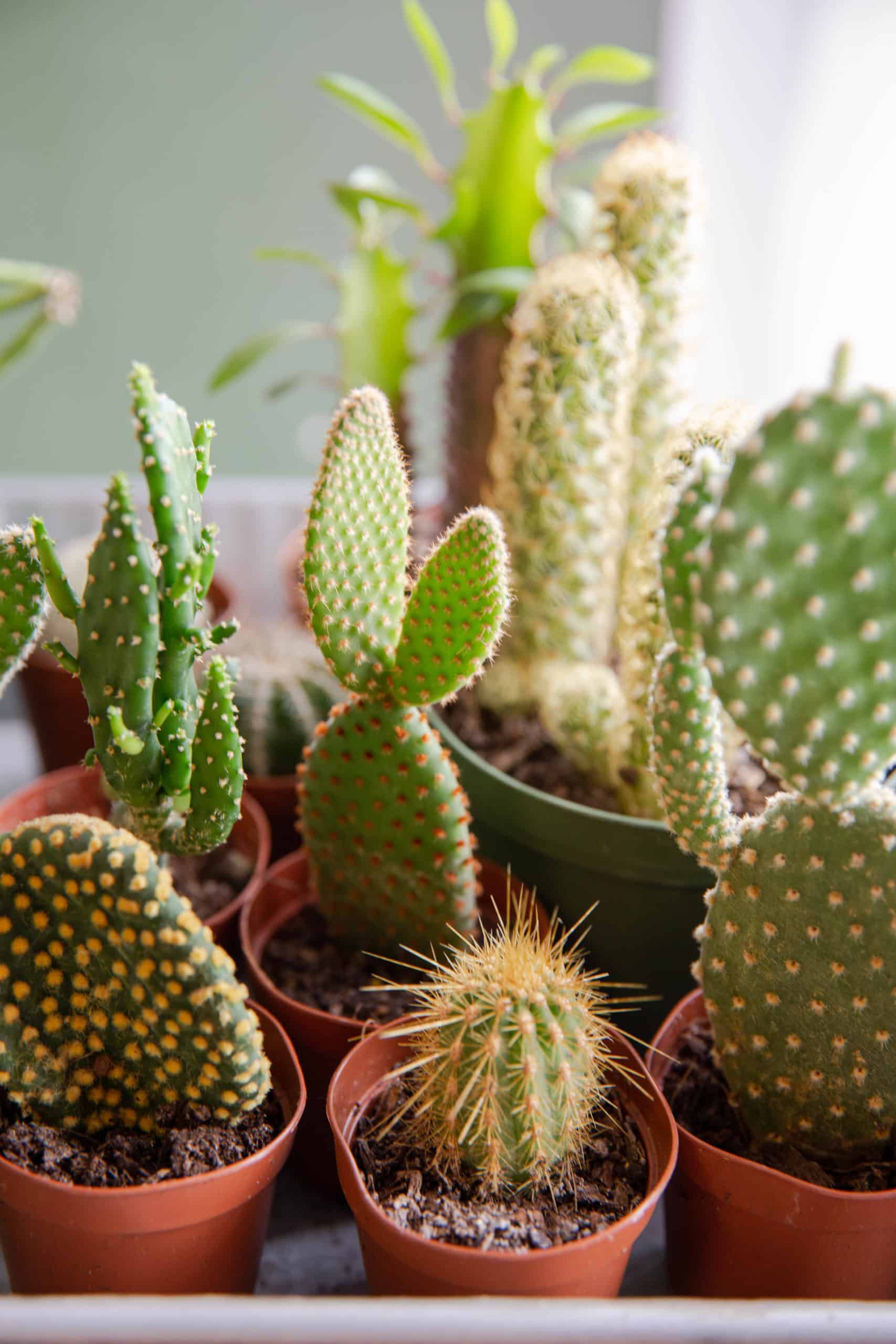 July Plant: Cactus - In Bloom Florist Blog