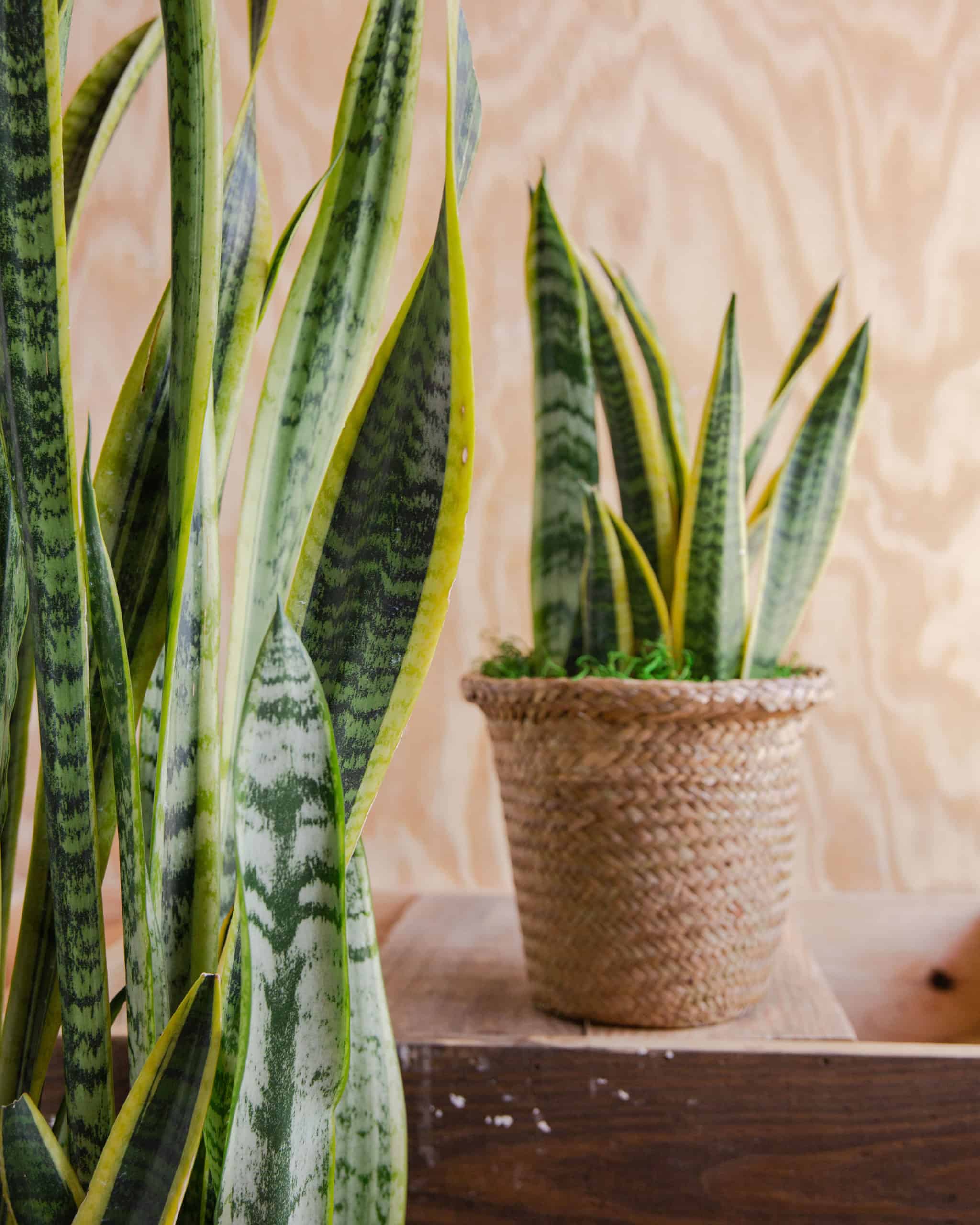 June Plant: Snake Plant - In Bloom Florist Blog