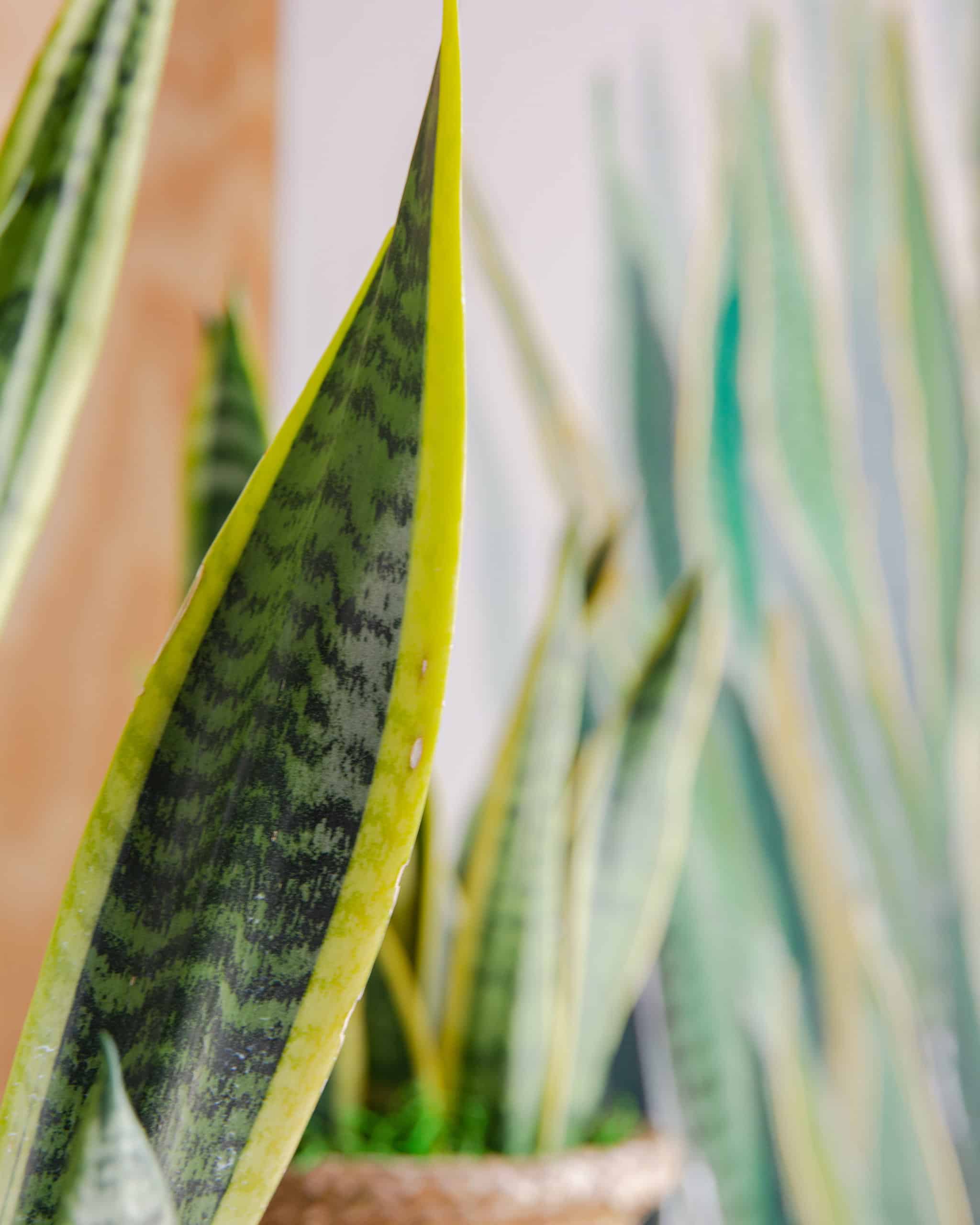 June Plant: Snake Plant - In Bloom Florist Blog