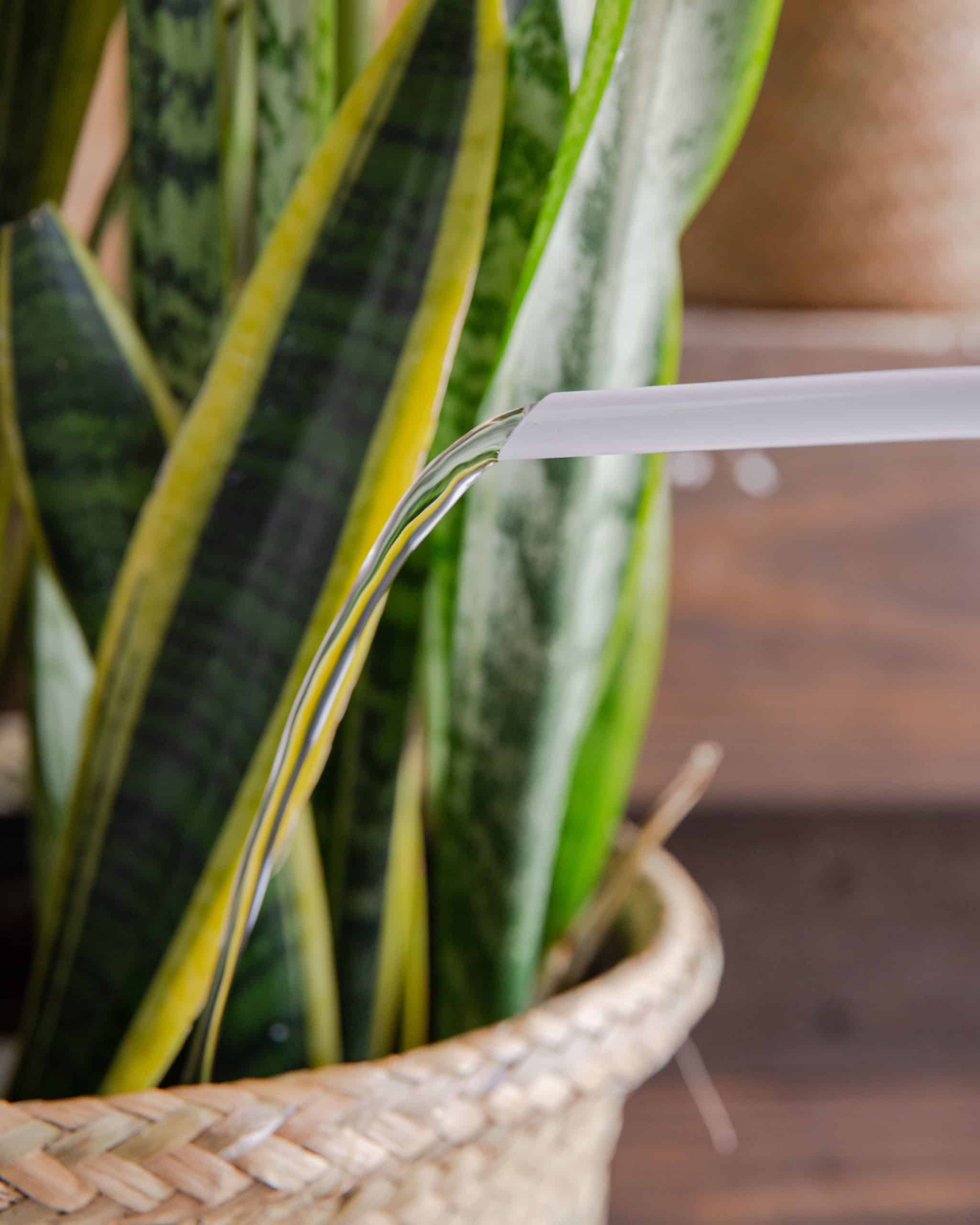 June Plant: Snake Plant - In Bloom Florist Blog