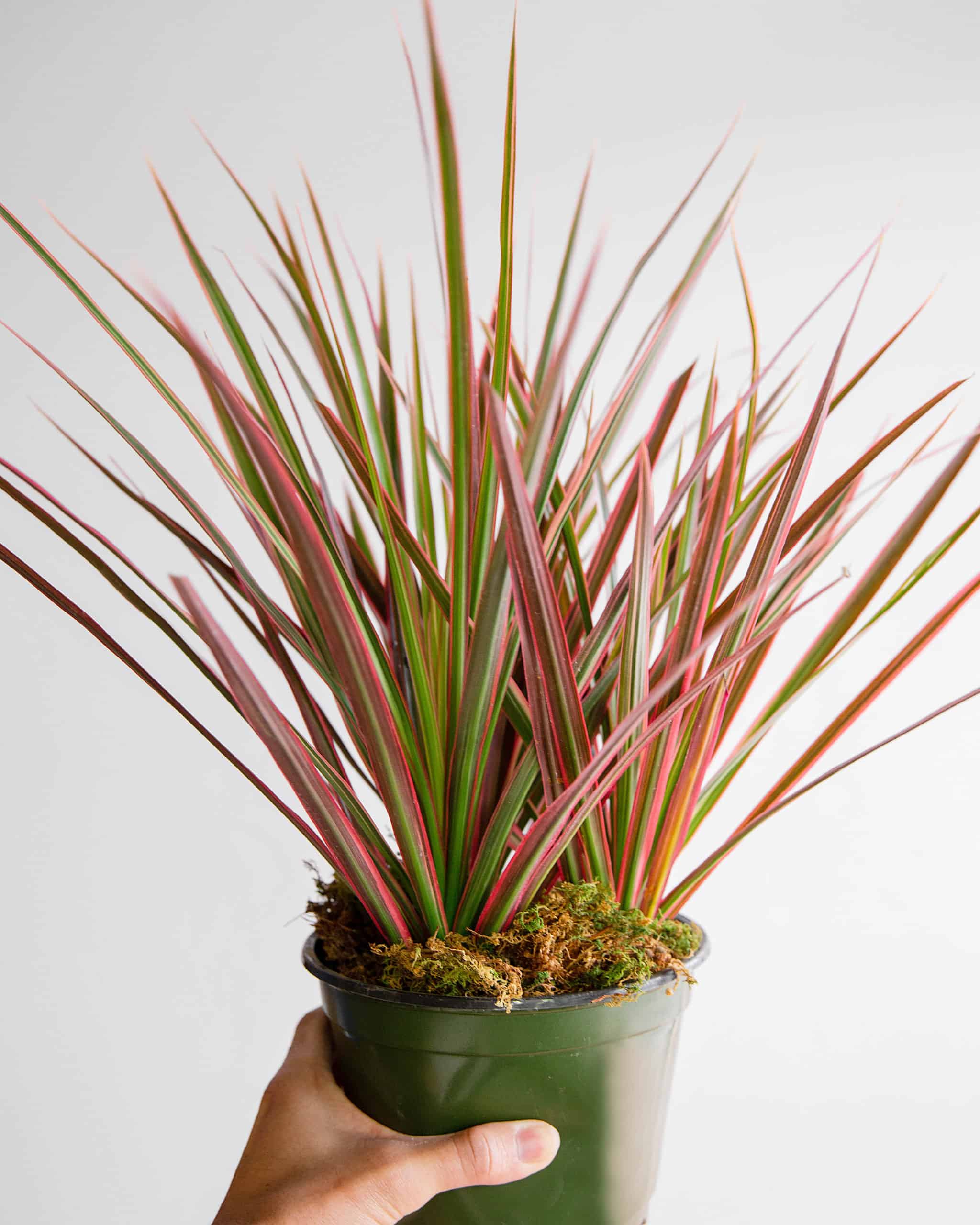 September Plant: Dracaena Marginata Colorama - In Bloom Florist Blog