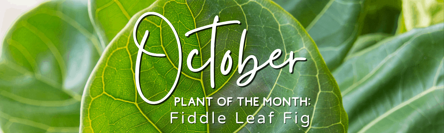 October Plant: Fiddle Leaf Fig - In Bloom Florist Blog