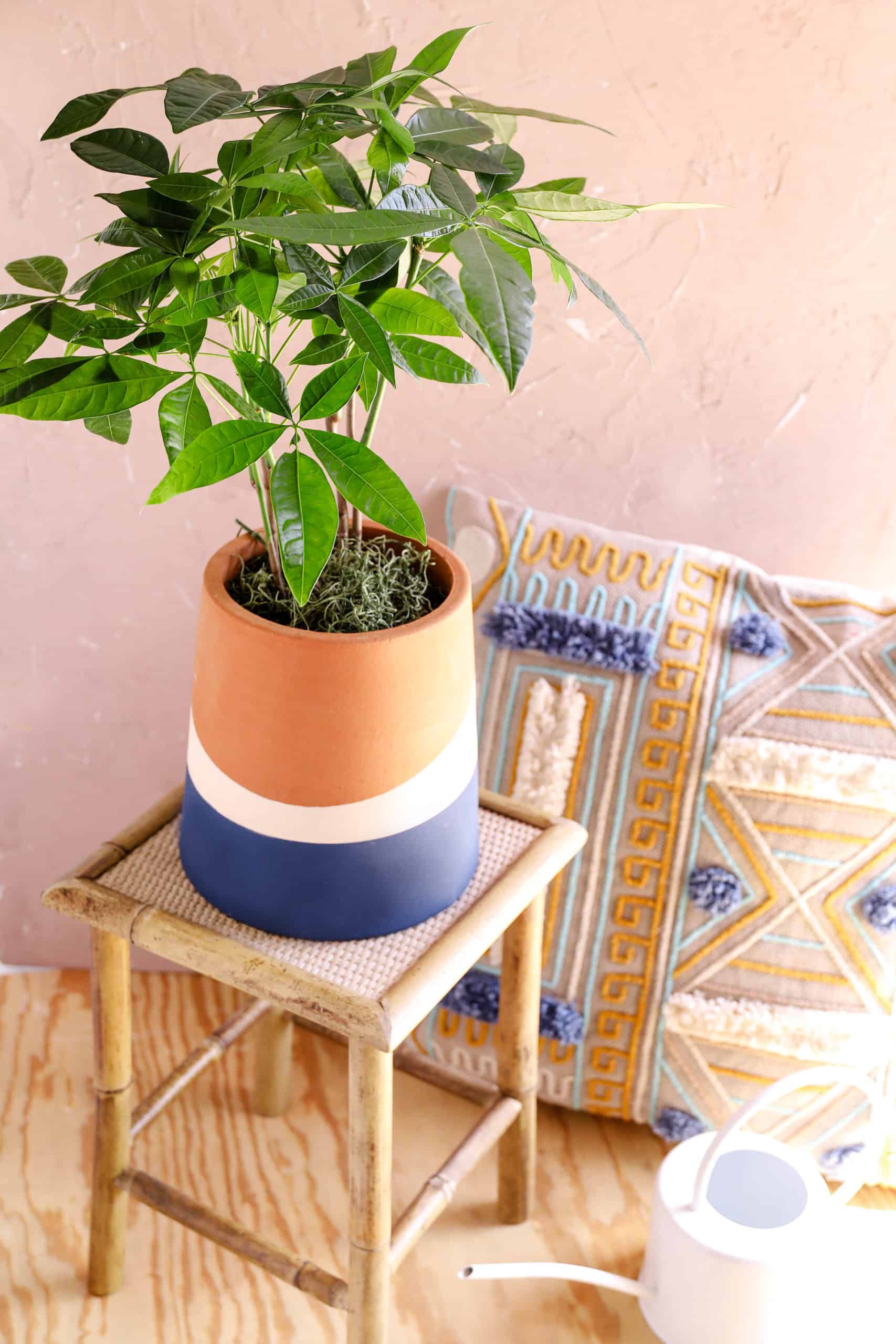 November Plant: Money Tree - In Bloom Florist Blog