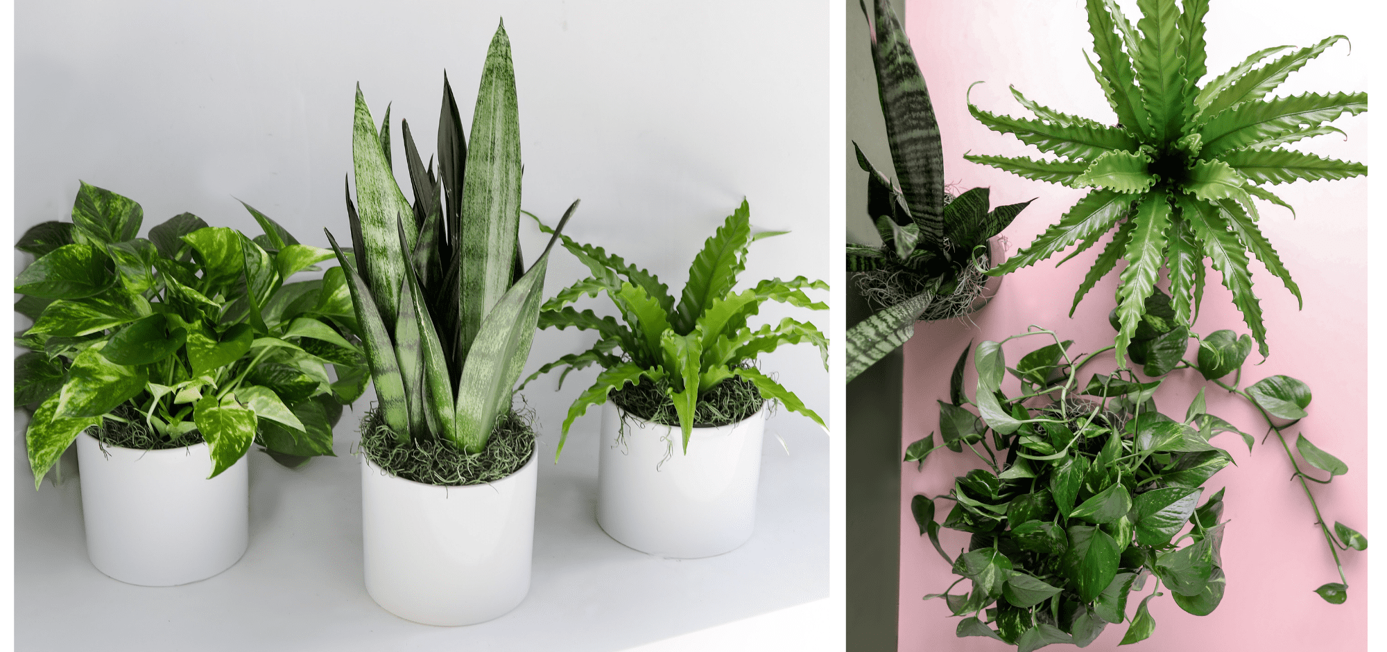 Find Your Perfect Plant Trio - In Bloom Florist Blog