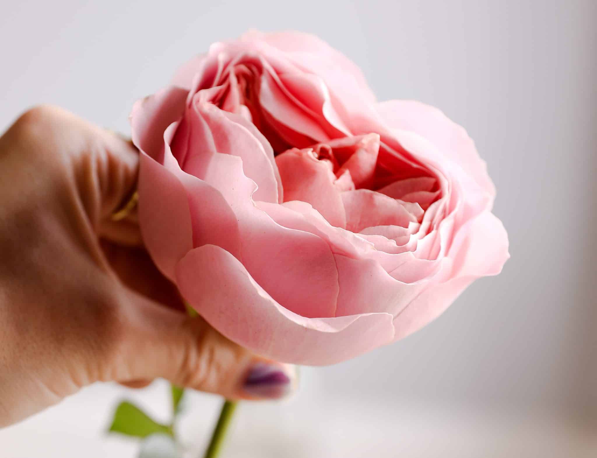 February Flower of the Month: The Rose - In Bloom Florist Blog