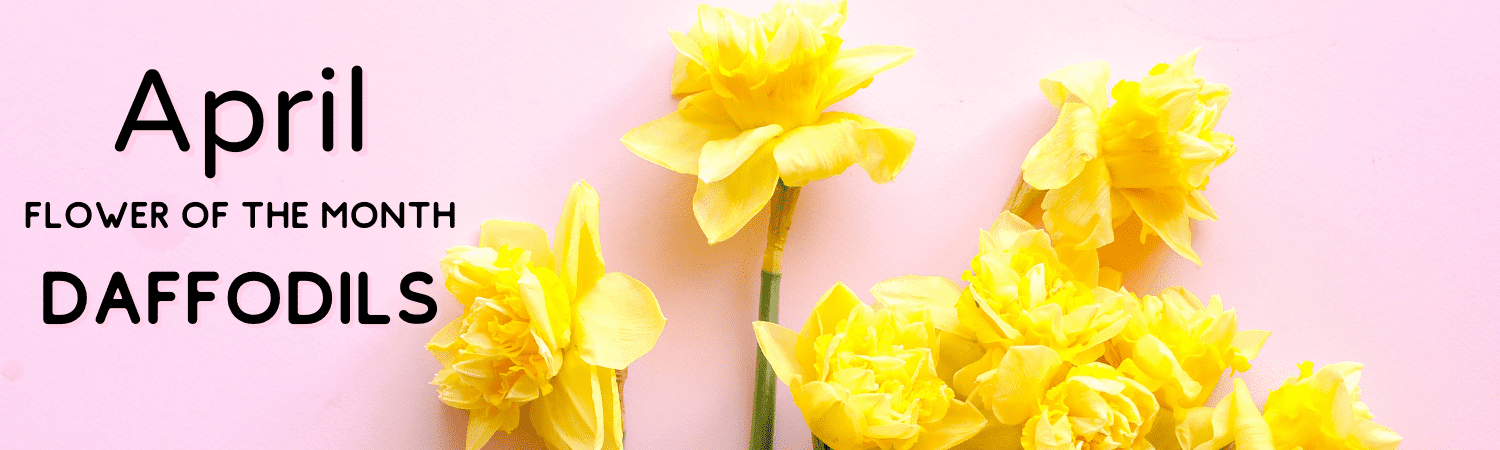 April Flower of the Month: Daffodils - In Bloom Florist Blog