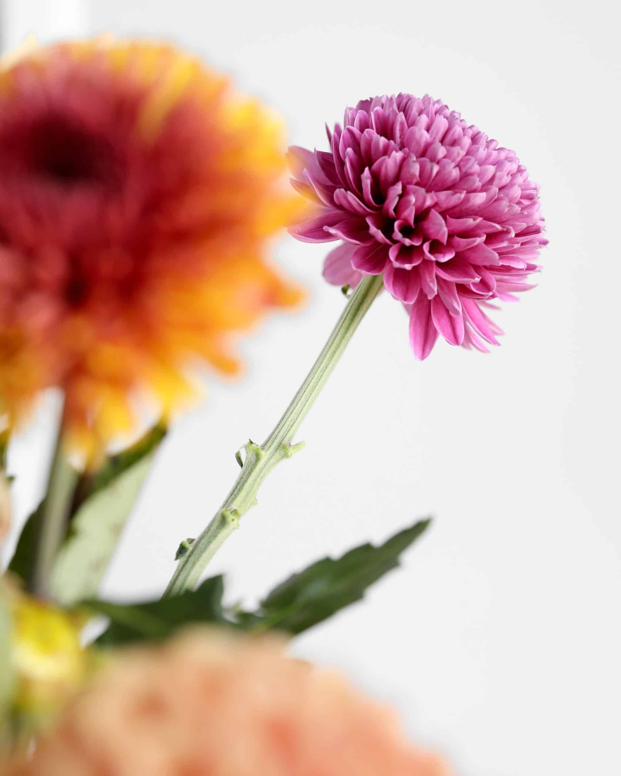 October Flower of the Month: Chrysanthemums - In Bloom Florist Blog
