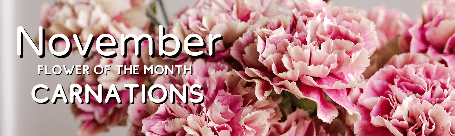 November Flower of the Month: Carnations - In Bloom Florist Blog
