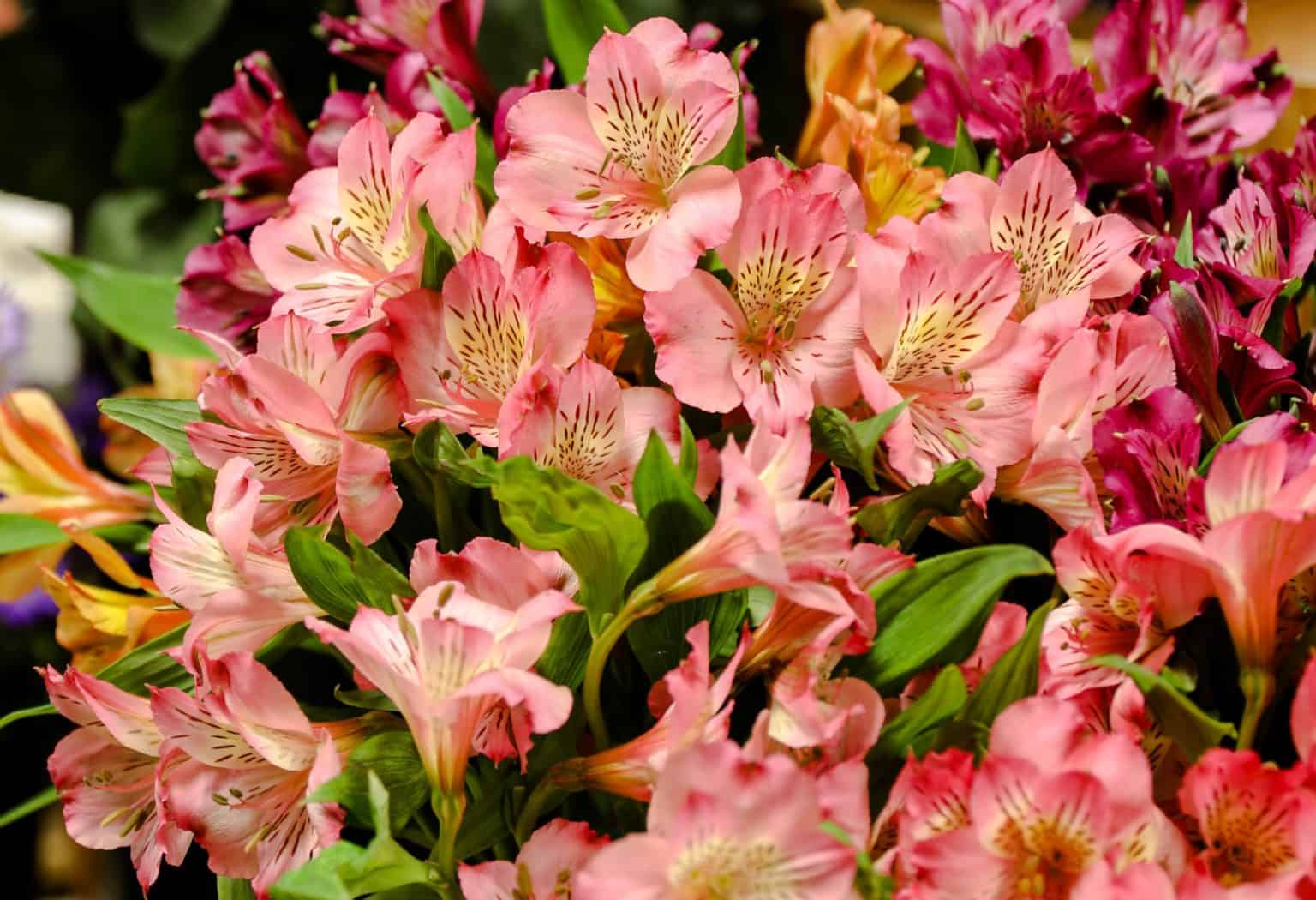 February Flower of the Month: Alstroemeria | In Bloom Florist Blog - In ...
