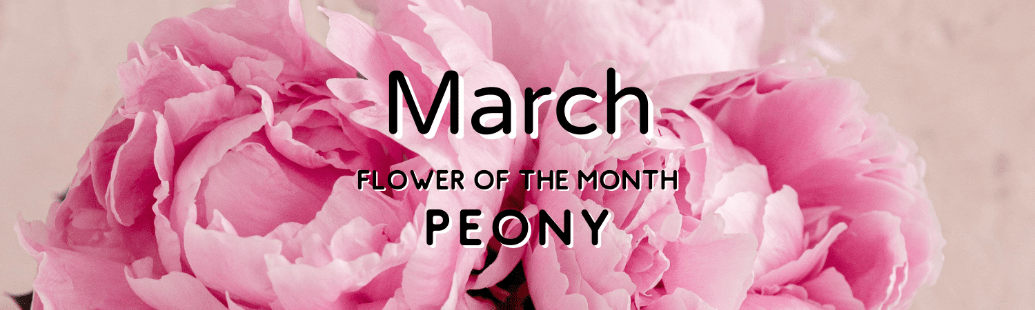 March Flower of the Month: Peonies | In Bloom Florist Blog - In Bloom ...