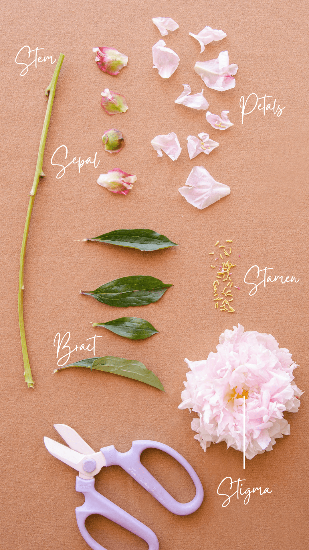 March Flower of the Month: Peonies | In Bloom Florist Blog - In Bloom ...