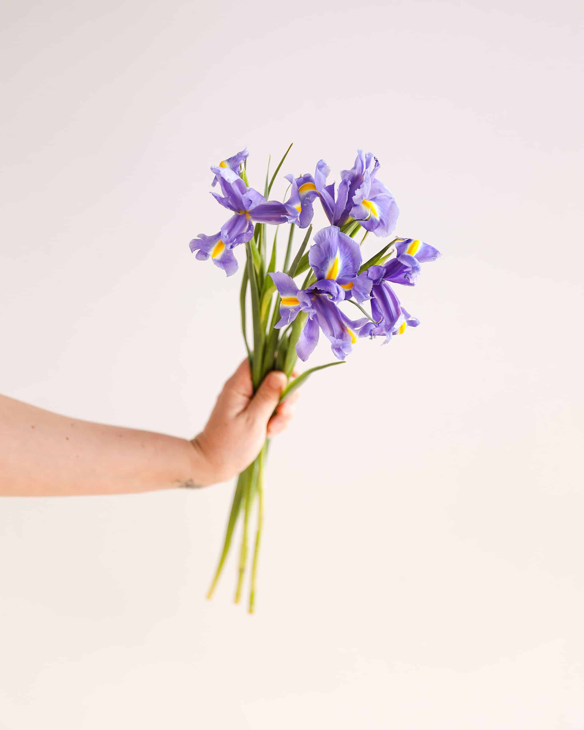 April Flower of the Month: Iris | In Bloom Florist Blog - In Bloom ...