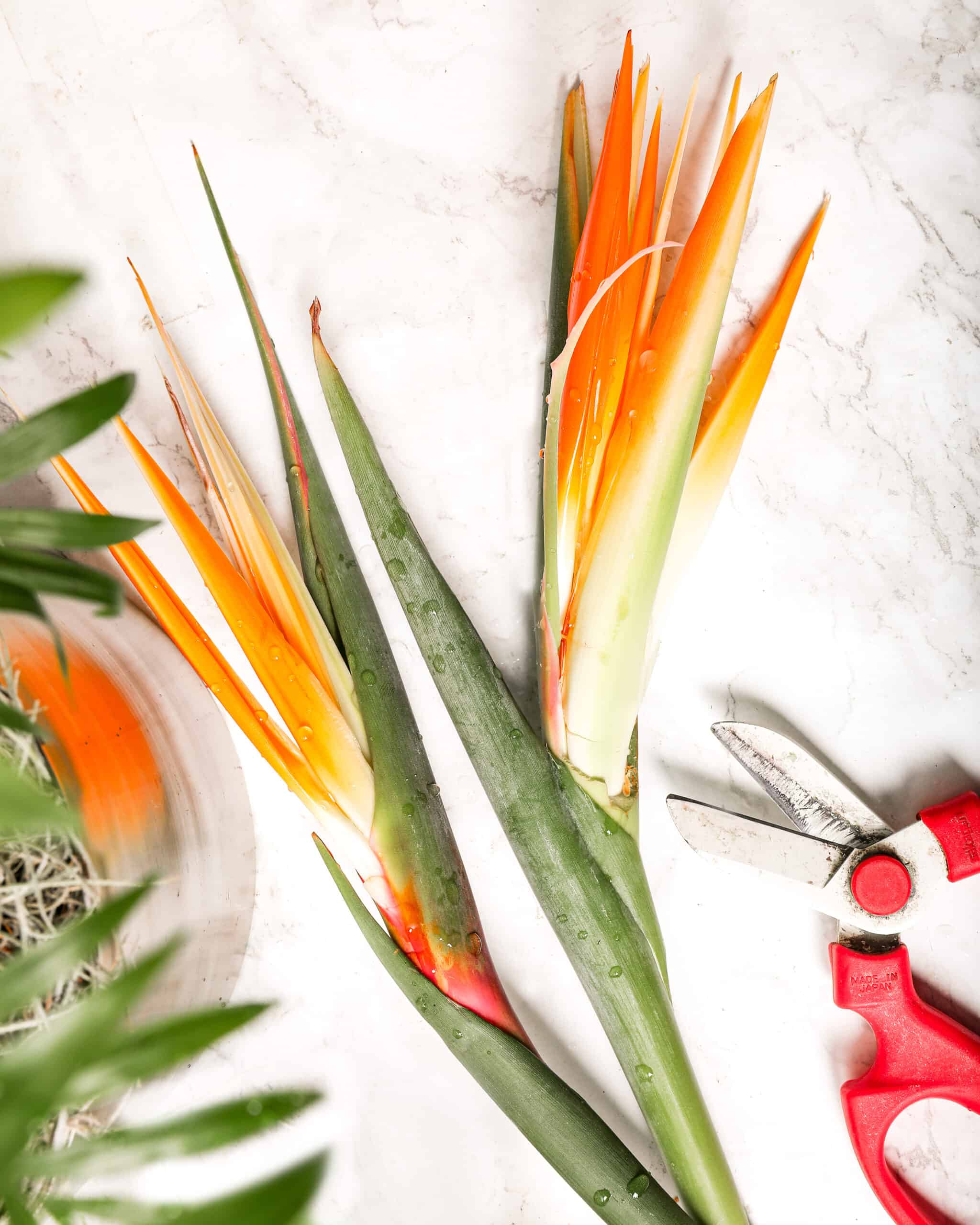 June Flower of the Month: Bird of Paradise | In Bloom Florist Blog - In ...