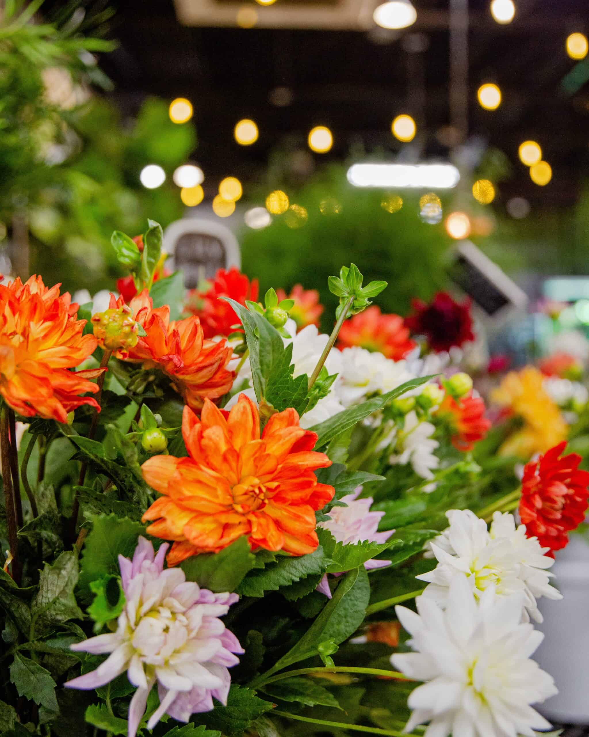 October Flower of the Month: Dahlia | In Bloom Florist Blog - In Bloom ...