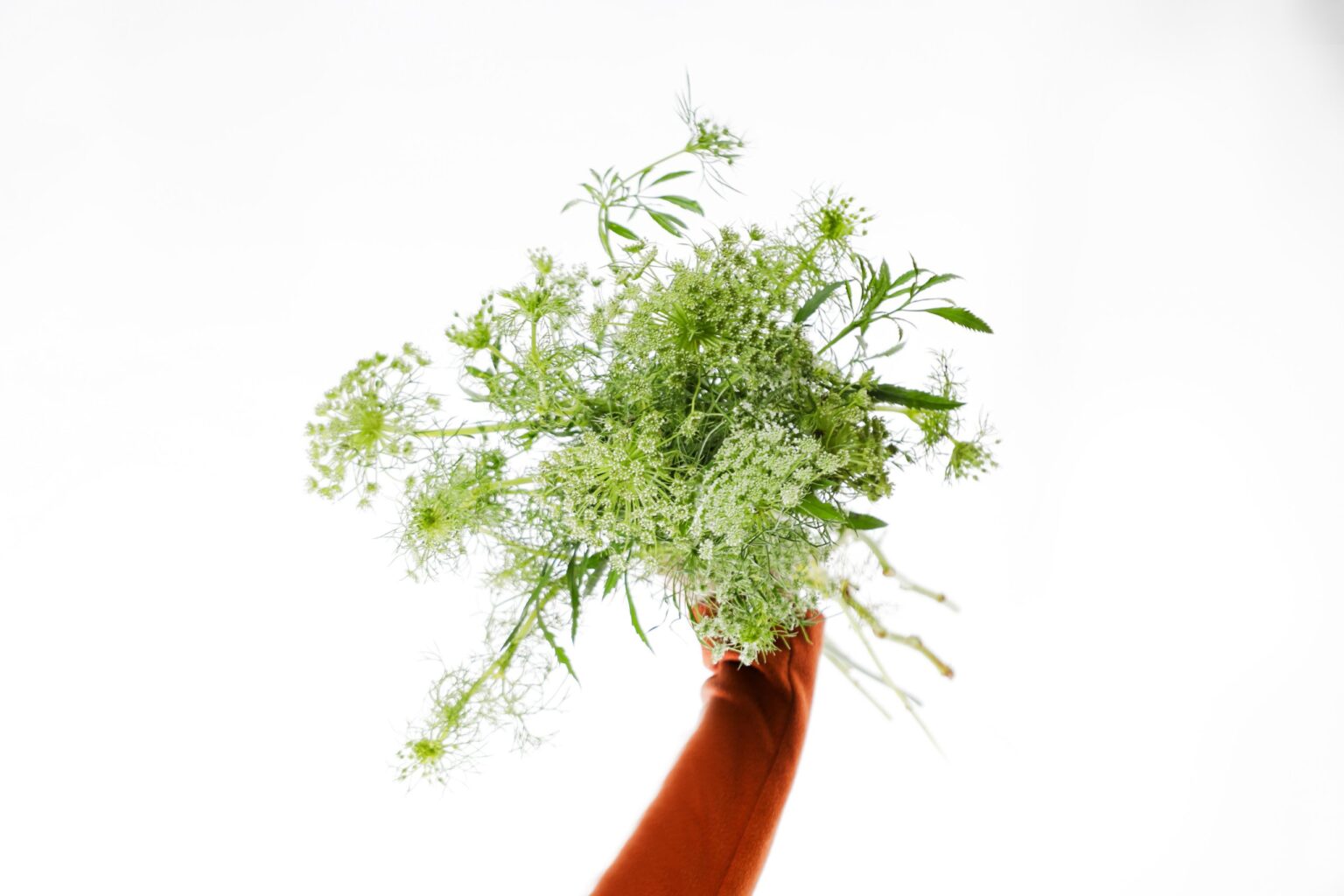 January Flower of the Month: Queen Anne's Lace | In Bloom Florist Blog ...