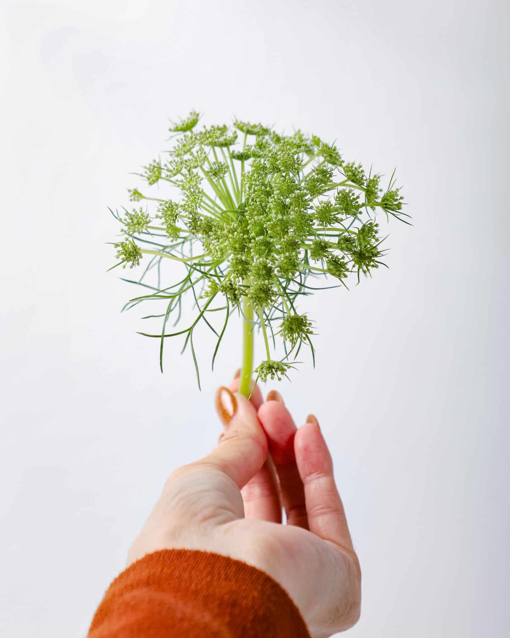 January Flower of the Month: Queen Anne's Lace | In Bloom Florist Blog ...