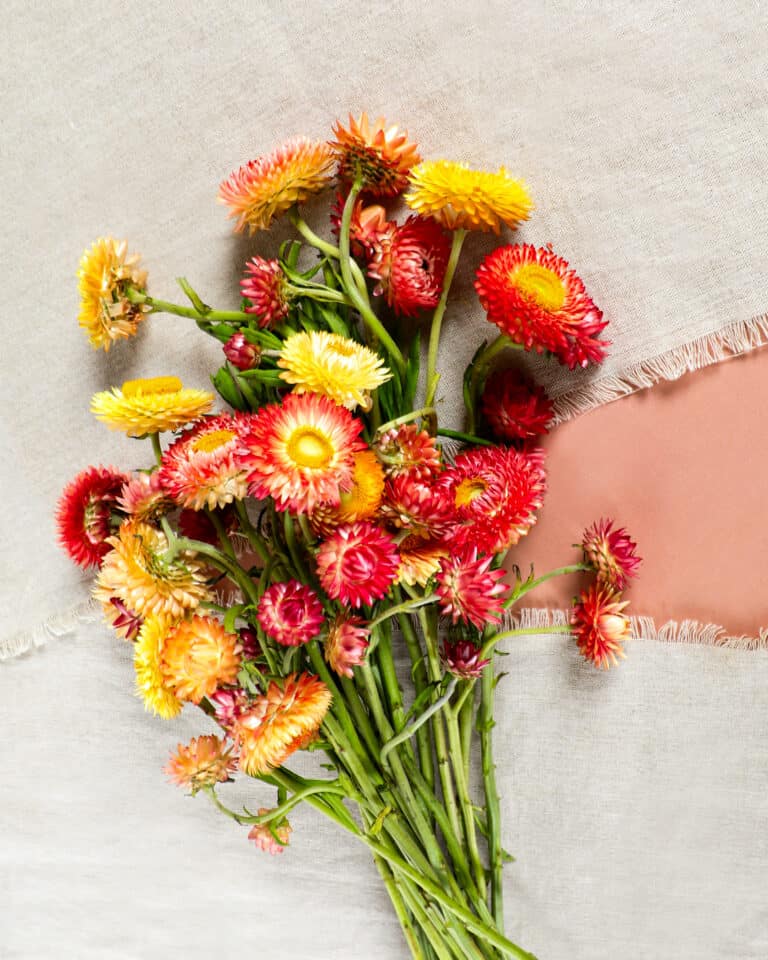 March Flower of the Month: Strawflower | In Bloom Florist Blog - In ...