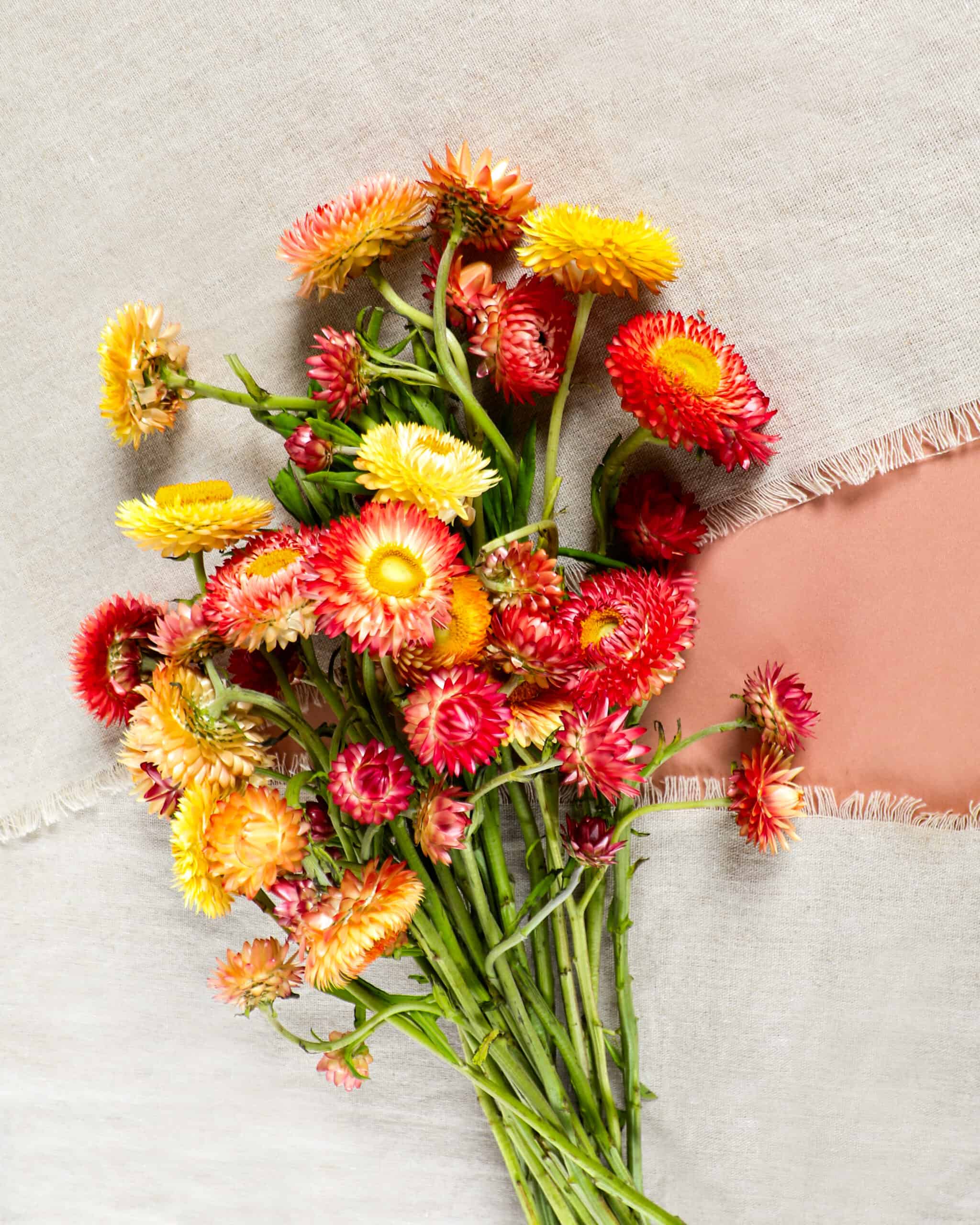 March Flower of the Month: Strawflower | In Bloom Florist Blog - In ...