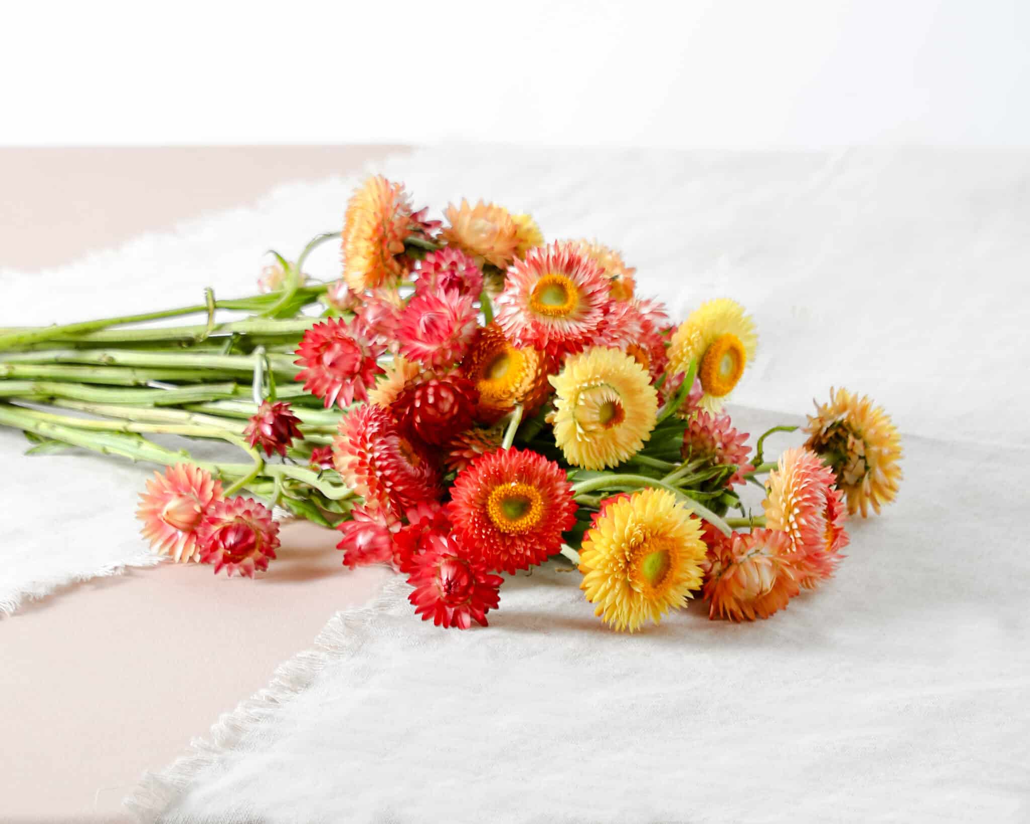 March Flower of the Month: Strawflower | In Bloom Florist Blog - In ...